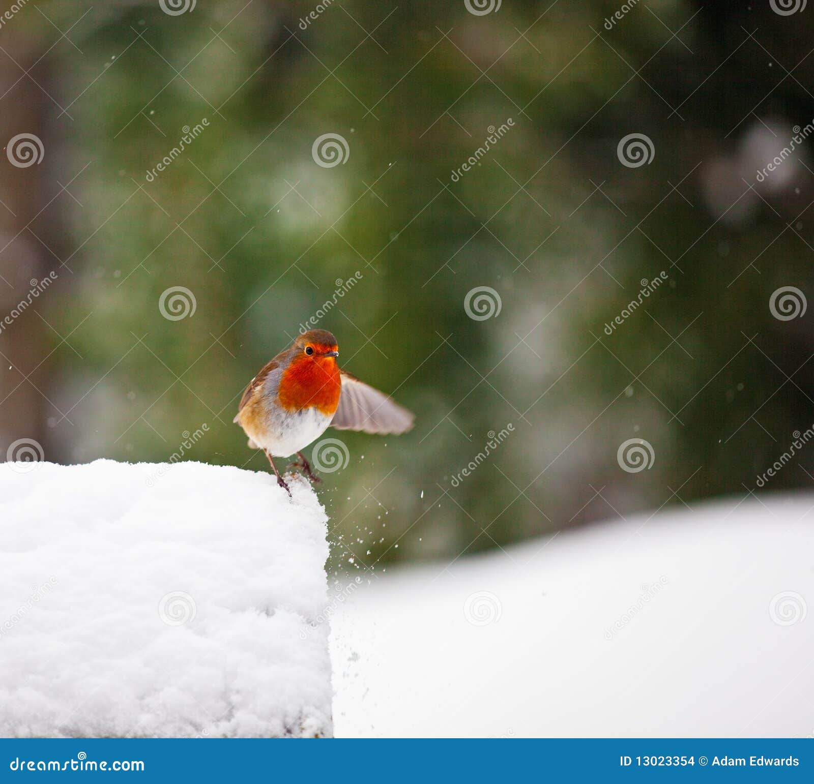 Red Robin in the Snow with Outstretched Wing Stock Photo - Image of ...