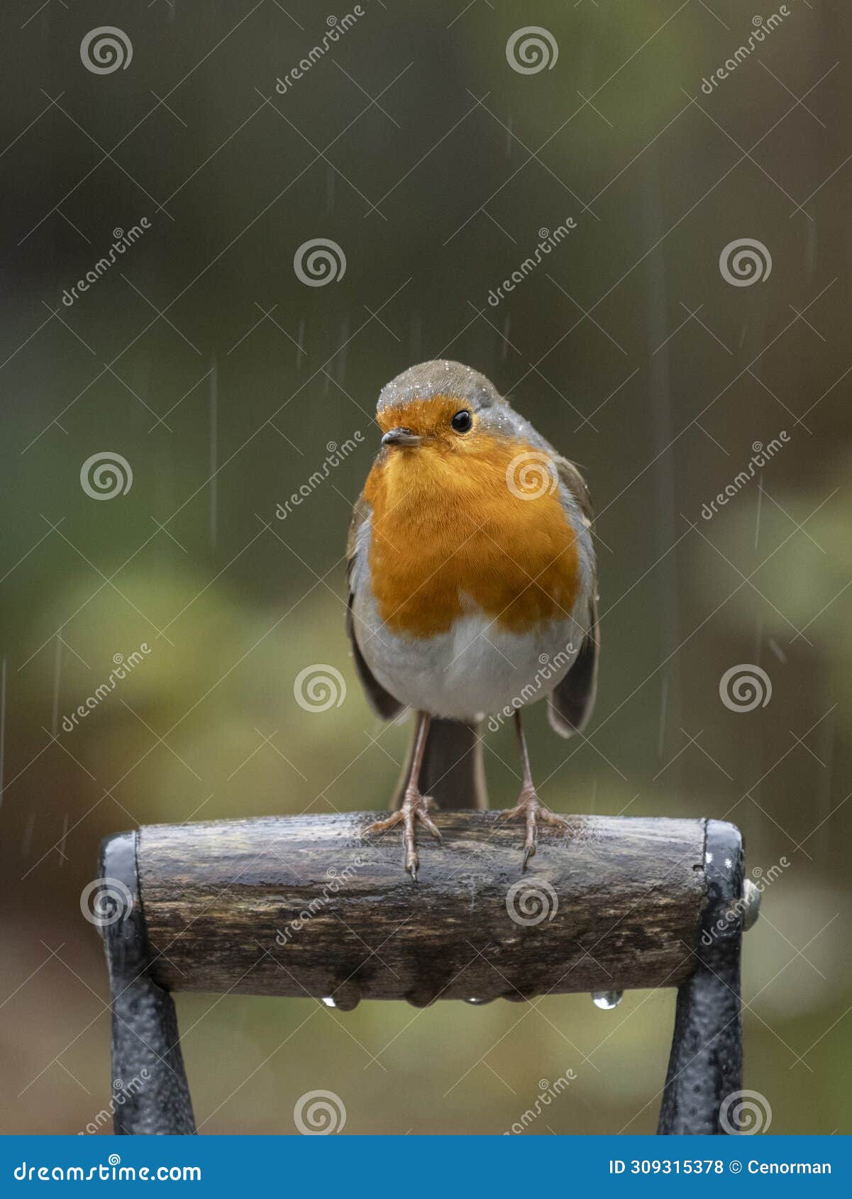 Rain Robin Royalty-Free Stock Image | CartoonDealer.com #73690228