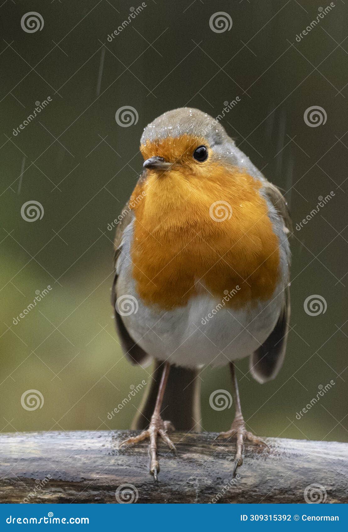 Rain Robin Royalty-Free Stock Image | CartoonDealer.com #73690228