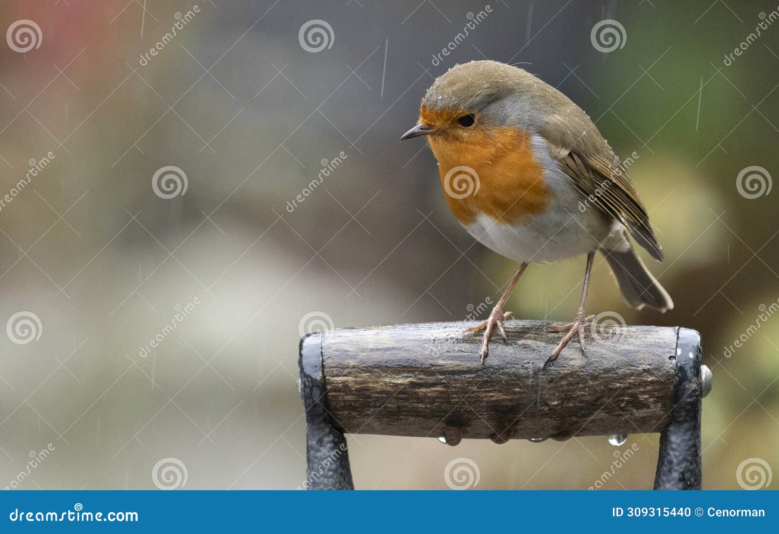 Rain Robin Royalty-Free Stock Image | CartoonDealer.com #73690228