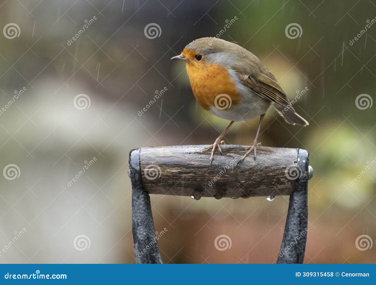 Rain Robin Royalty-Free Stock Image | CartoonDealer.com #73690228