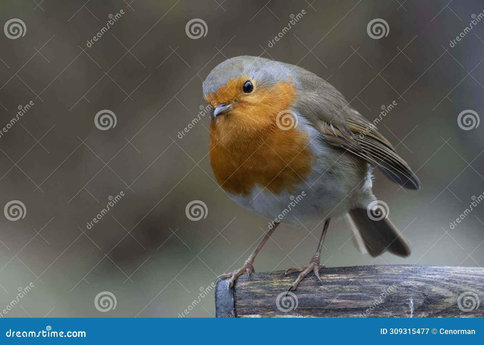 Rain Robin Royalty-Free Stock Image | CartoonDealer.com #73690228