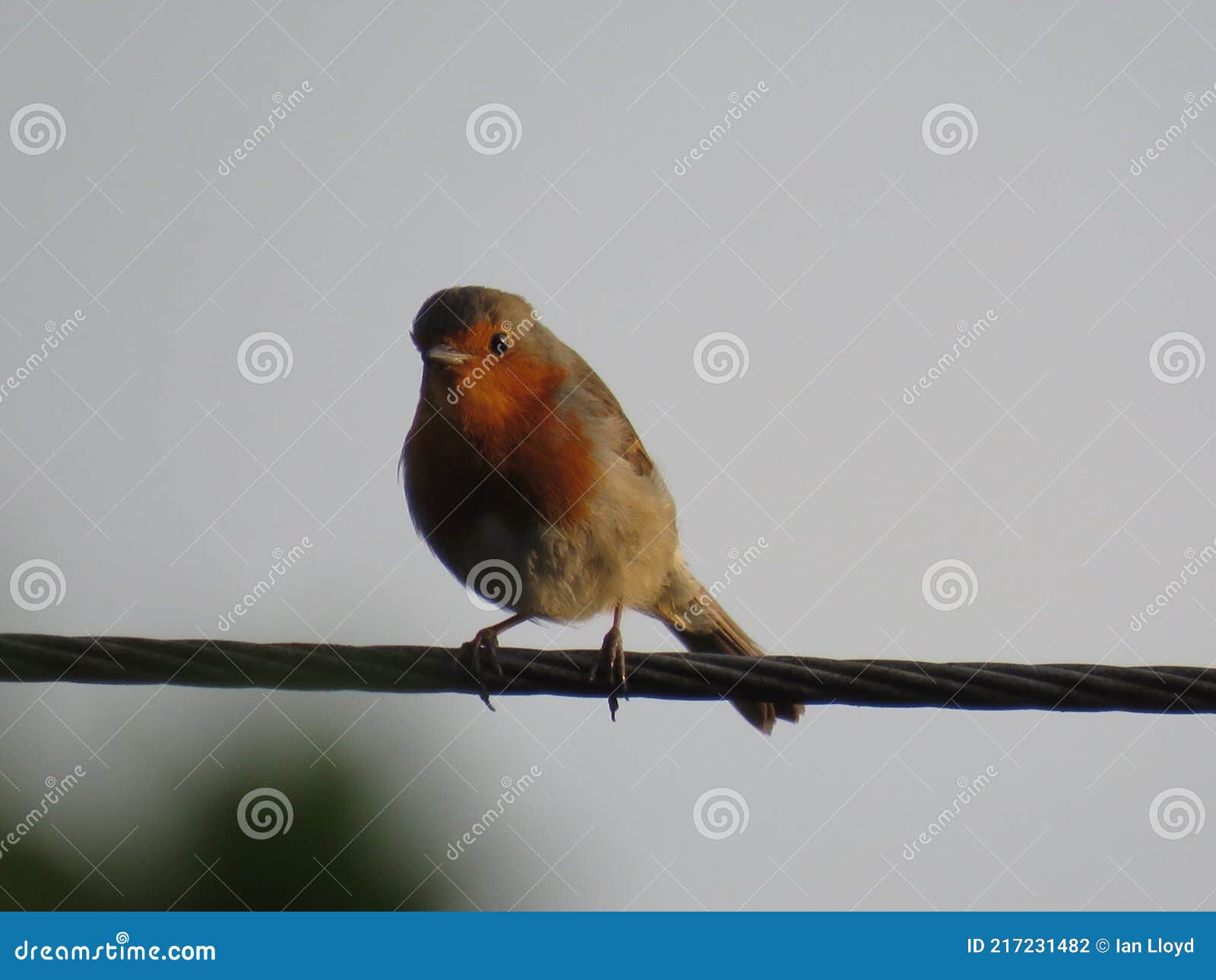 Red Robin Stares Back at Us Looking so Bold Stock Photo - Image of bold ...
