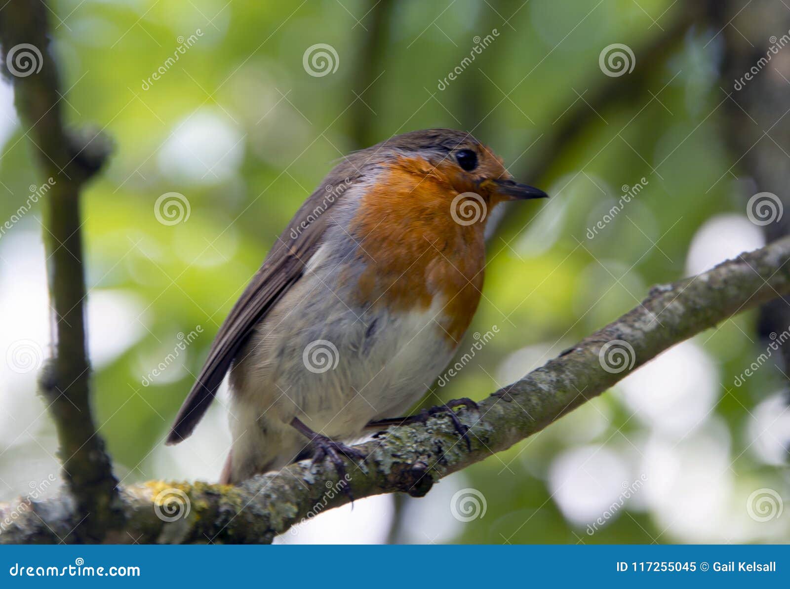 Red Robin in a tree trunk stock image. Image of tree - 117255045