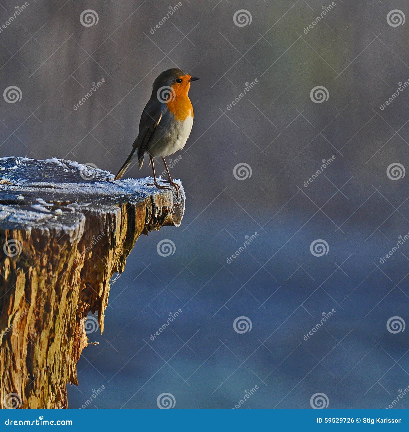 Red Robin in white winter stock photo. Image of december - 59529726