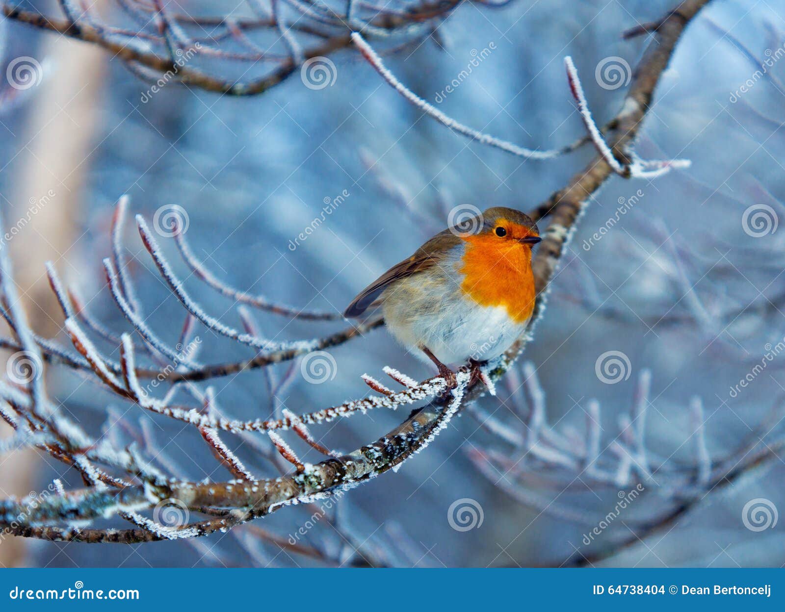 Red robin in winter stock photo. Image of seasonal, snow - 64738404