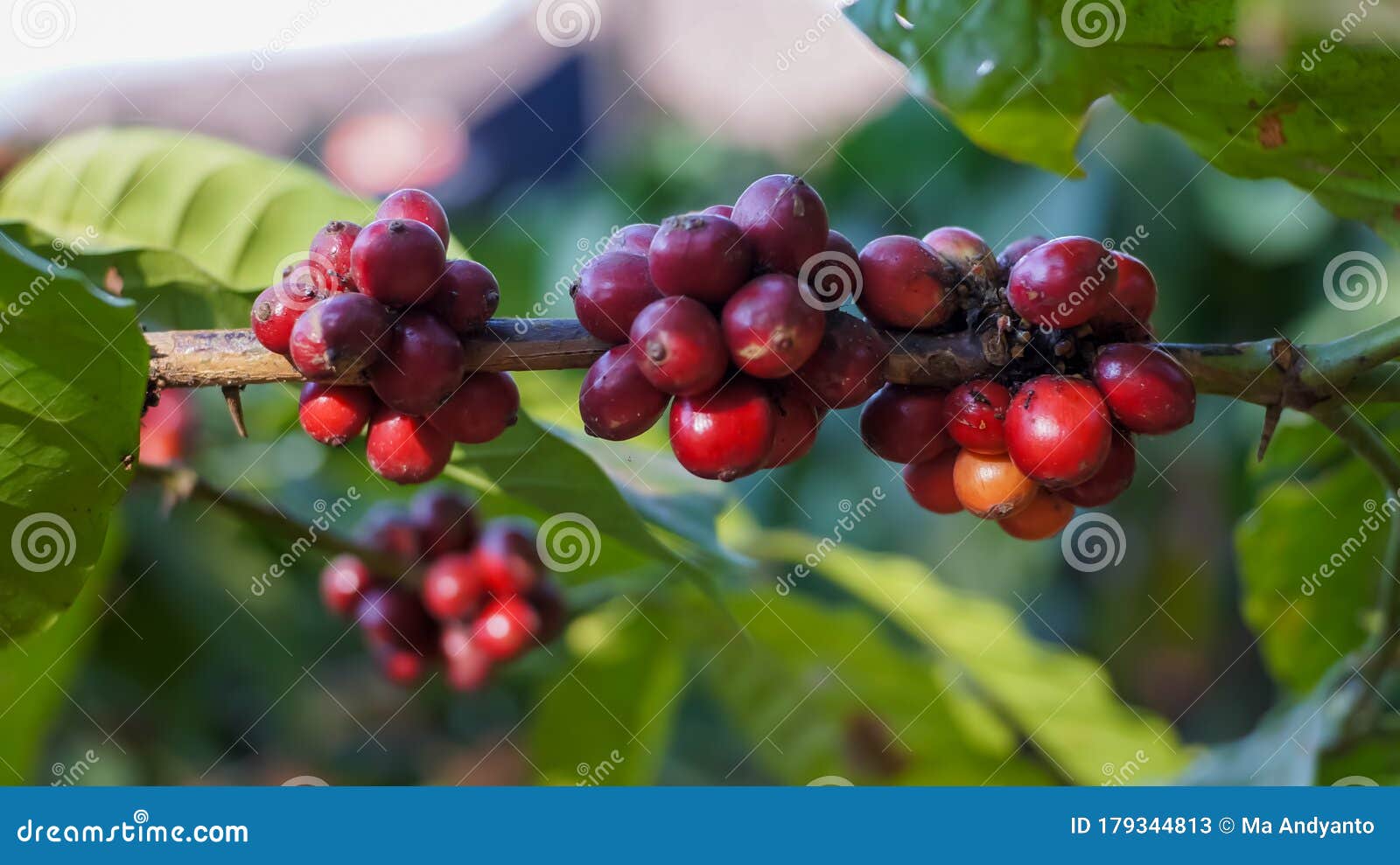 Red Robusta Coffee Fruits on a Coffee Tree Trunk Stock Image - Image of ...