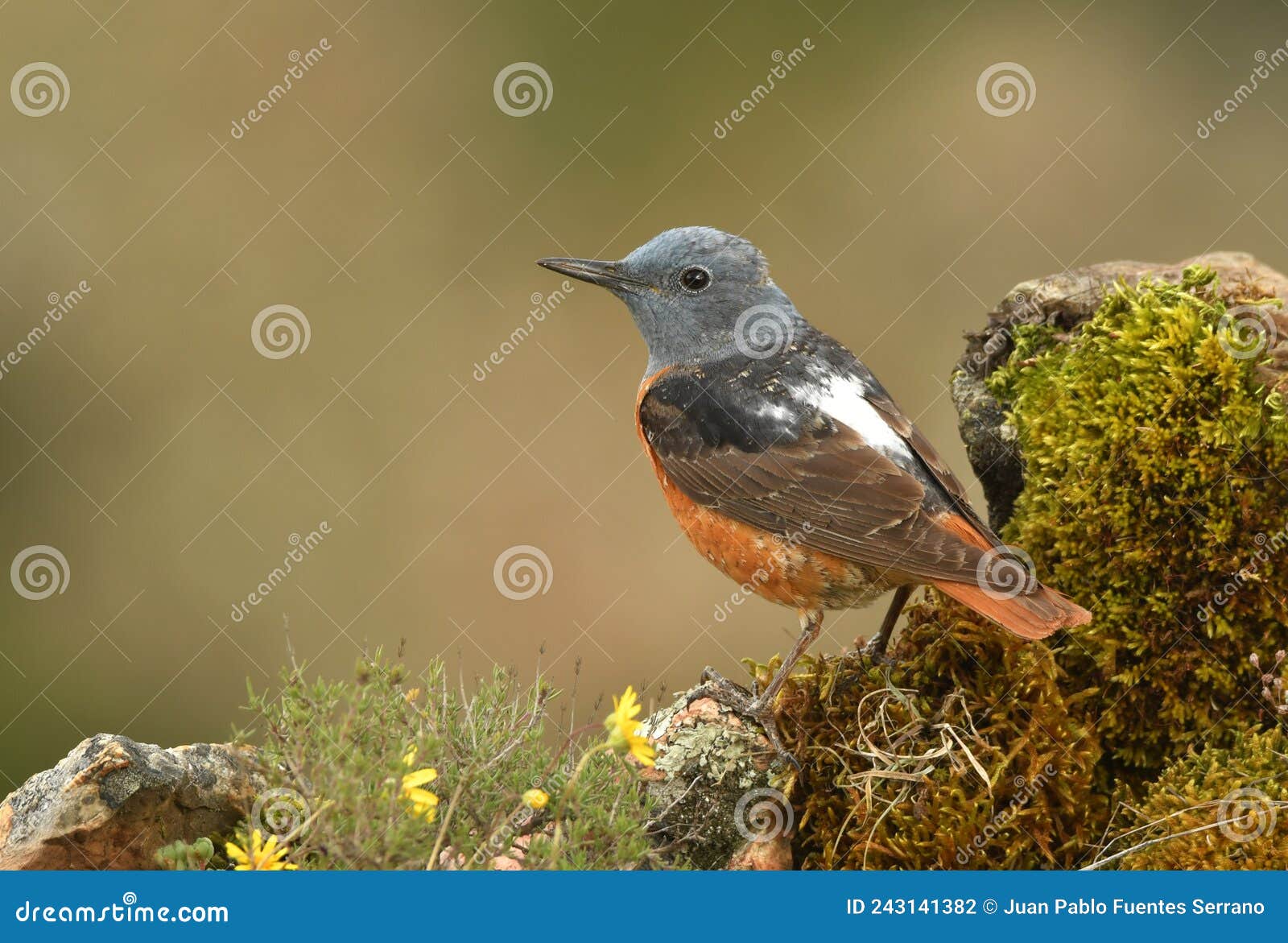 The red rock bird stock photo. Image of goshawk, golden - 243141382