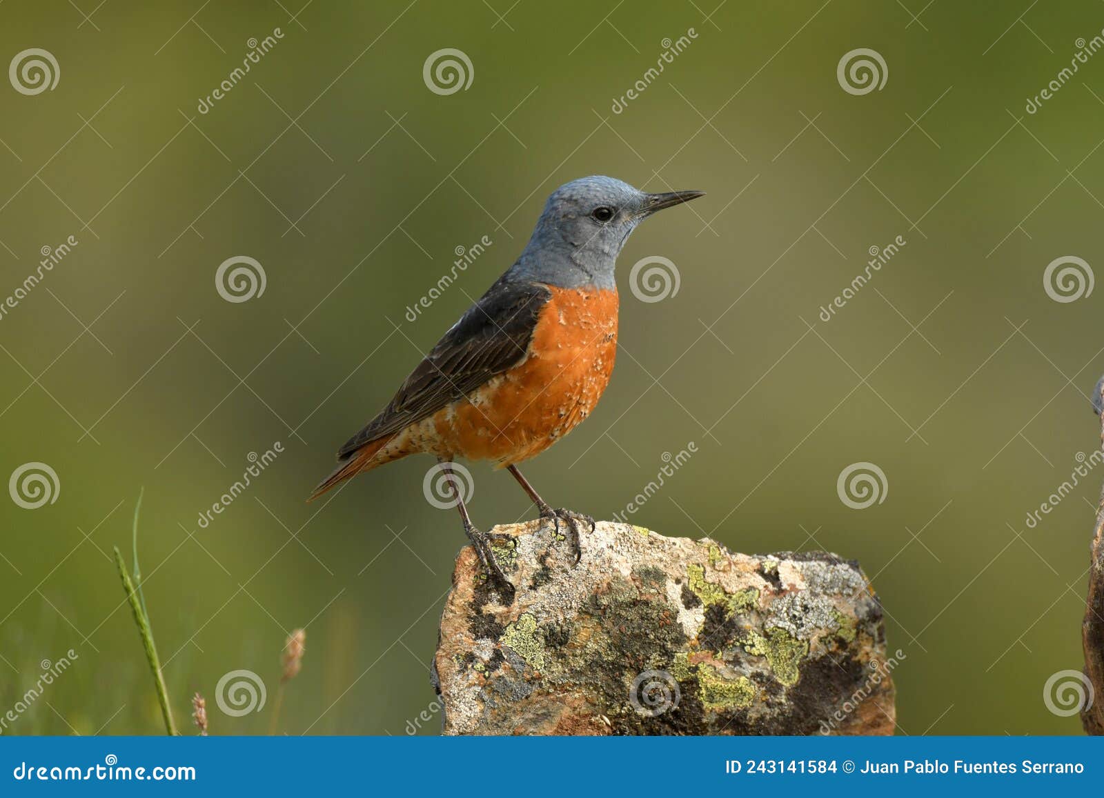 Red Rock Bird in the Mountain in Spring Stock Photo - Image of blonde ...
