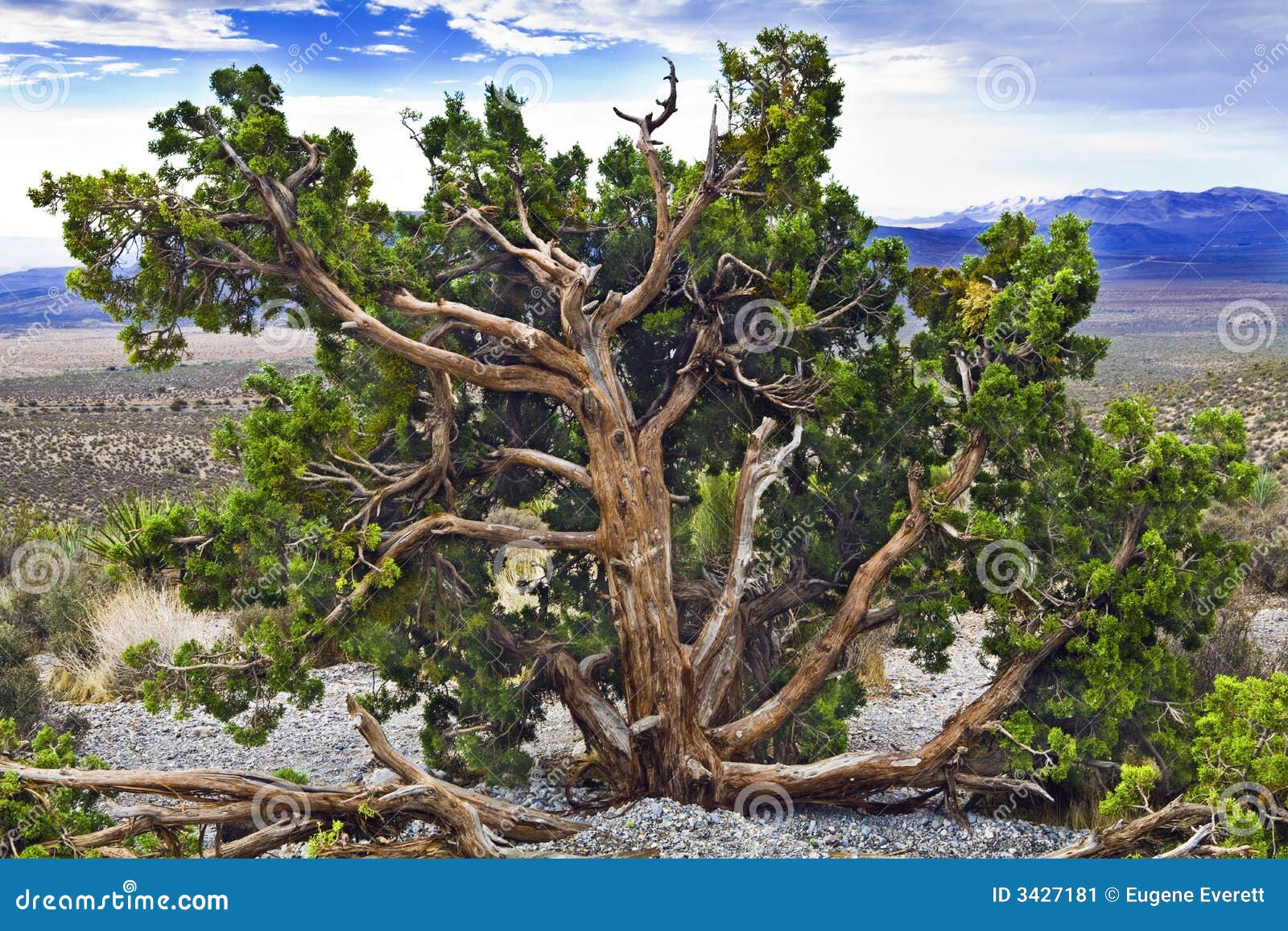 Red Rock Canyon Juniper stock image. Image of overlook - 3427181