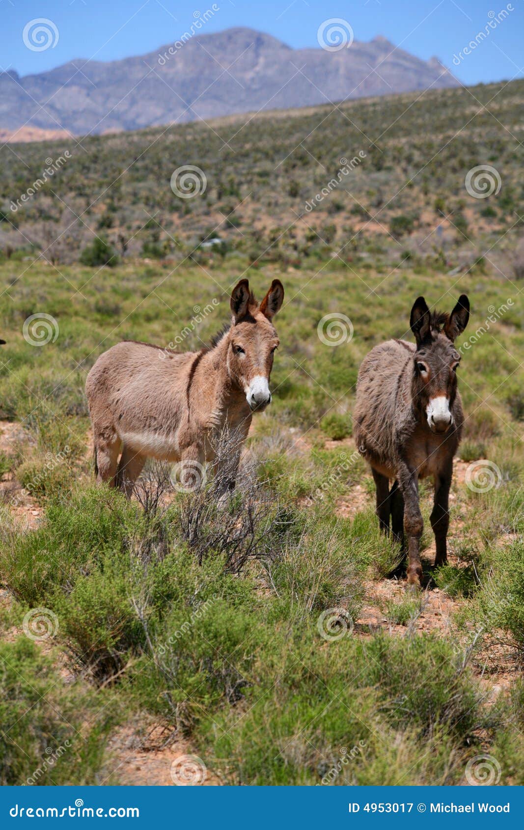 Red Rock Canyon Wild Burros Stock Image - Image of burros, scenic: 4953017