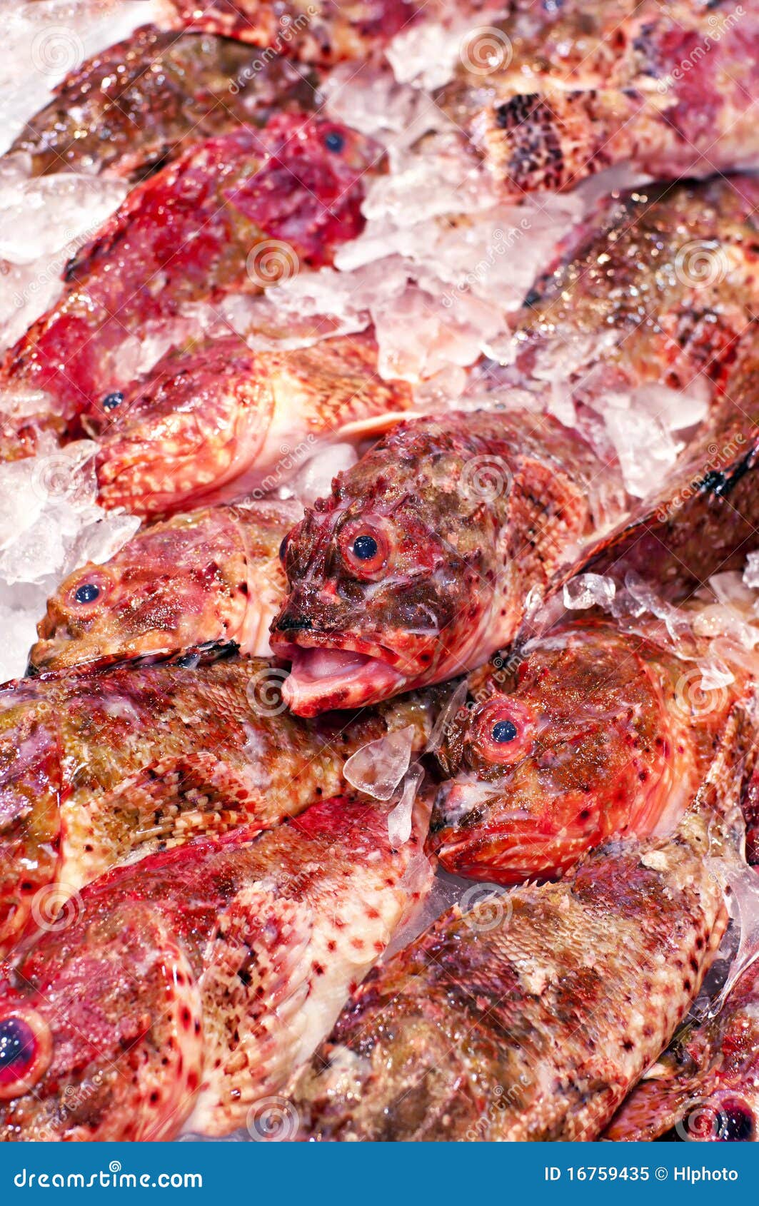 Red Rock Cod stock image. Image of disposal, silver, redfish - 16759435