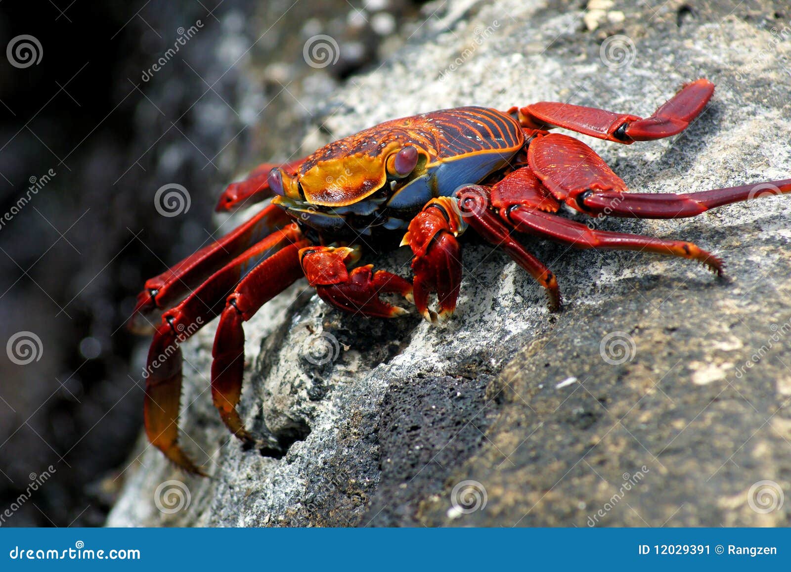 Red rock crab stock image. Image of holliday, grapsus - 12029391