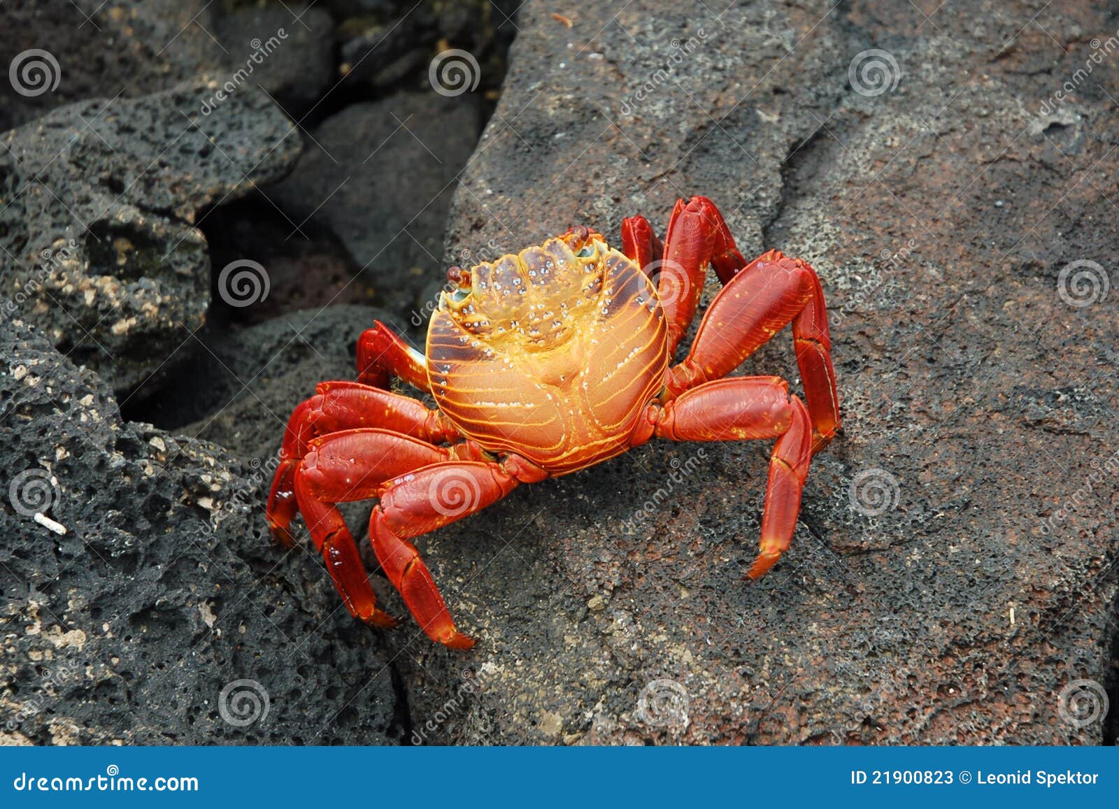 Red rock crab. stock image. Image of park, ocean, black - 21900823