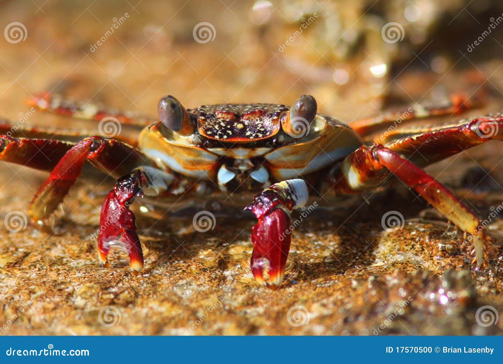 Red Rock Crab - Bonaire stock photo. Image of legs, antilles - 17570500