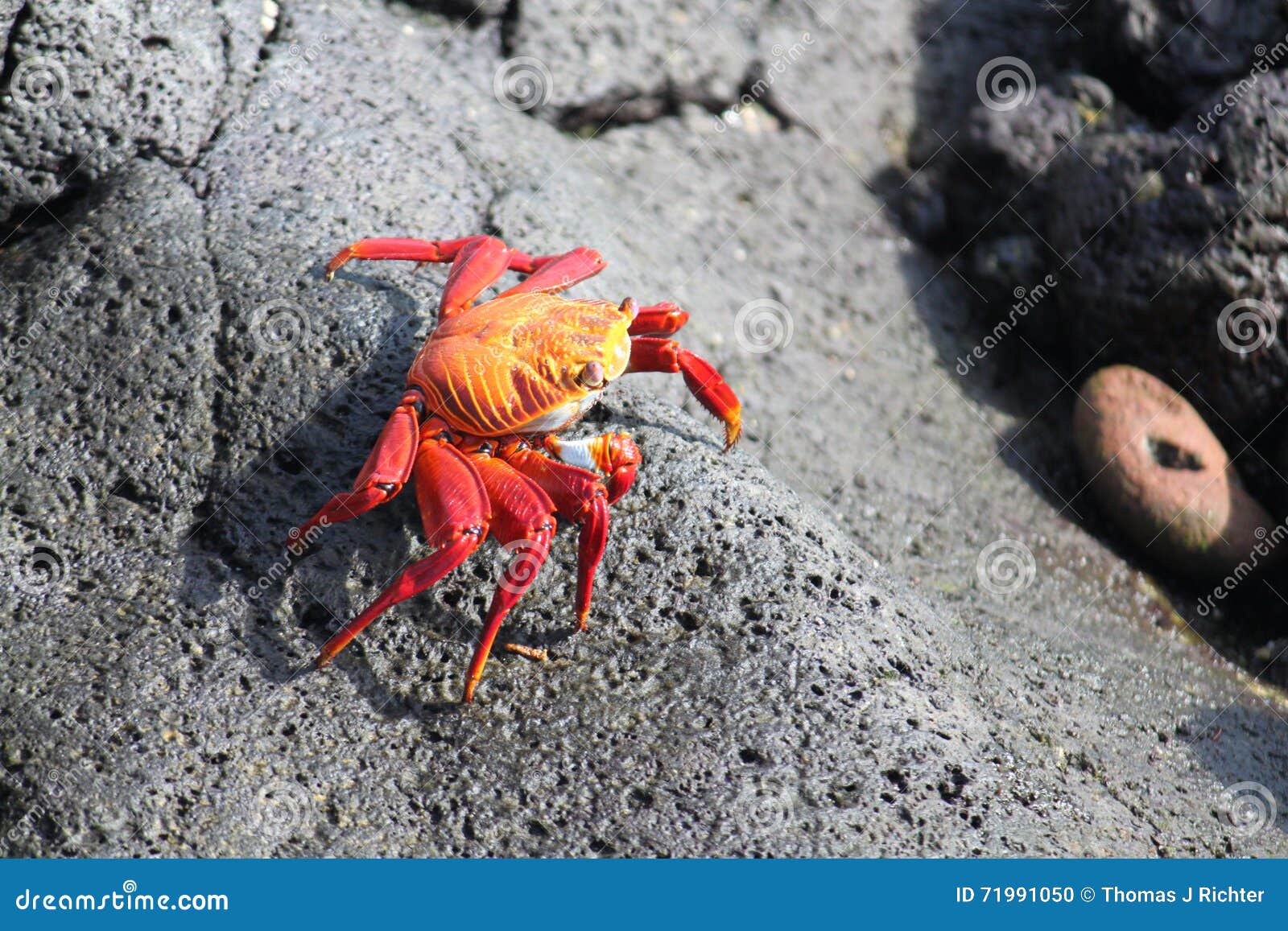 Red Rock Crab in the Galapagos, Ecuador Stock Photo - Image of body ...