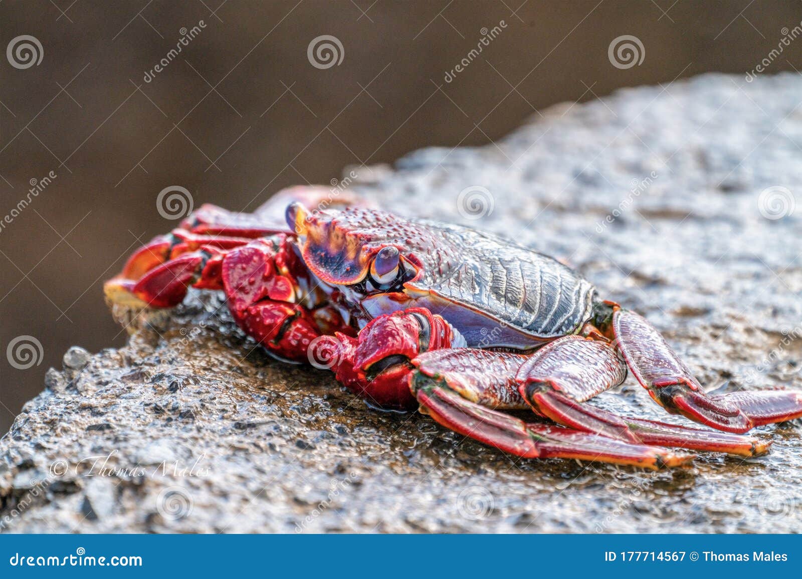 Red rock crab stock image. Image of coast, shore, fauna - 177714567