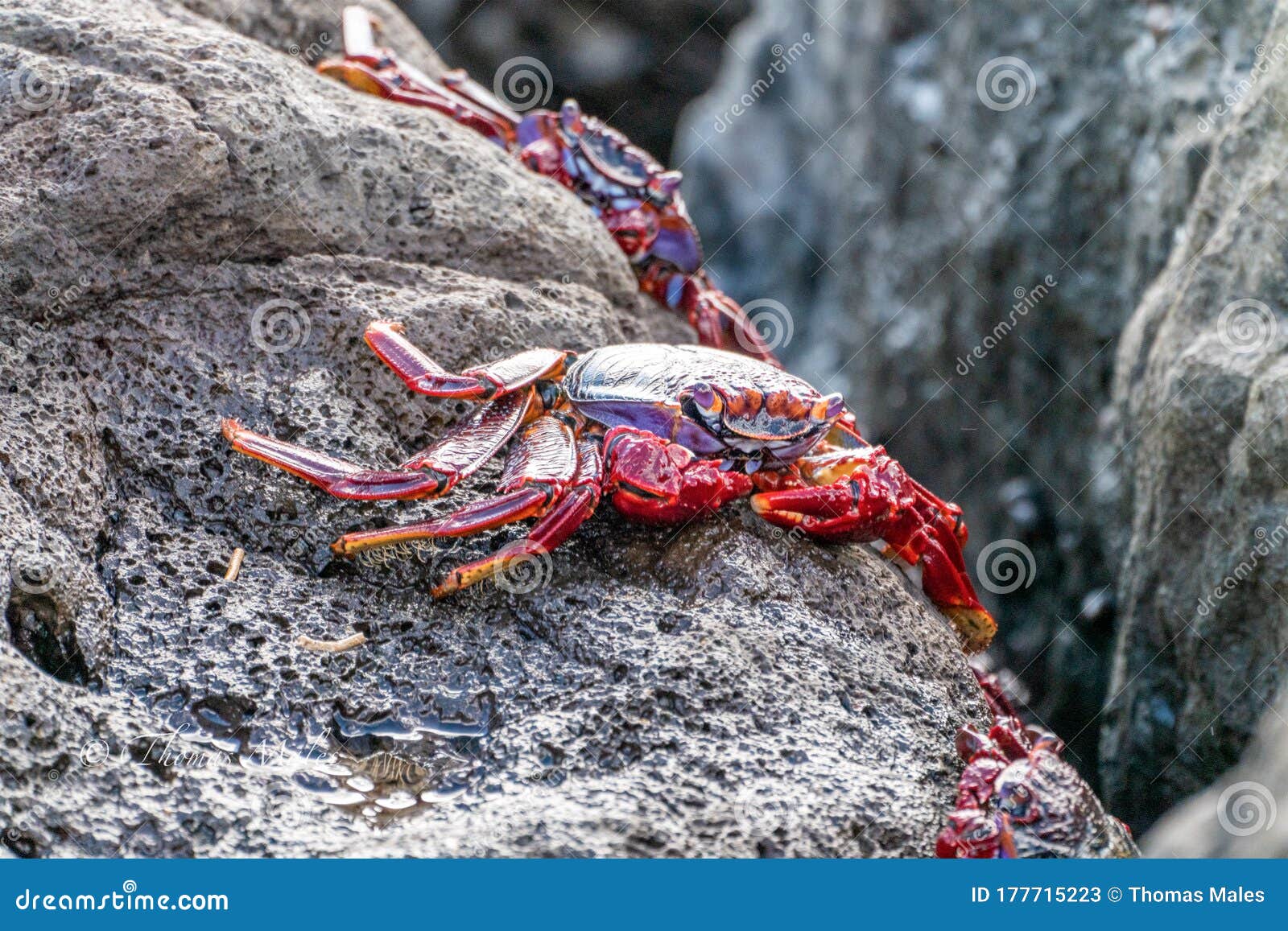 Red rock crab stock image. Image of adscensionis, fauna - 177715223