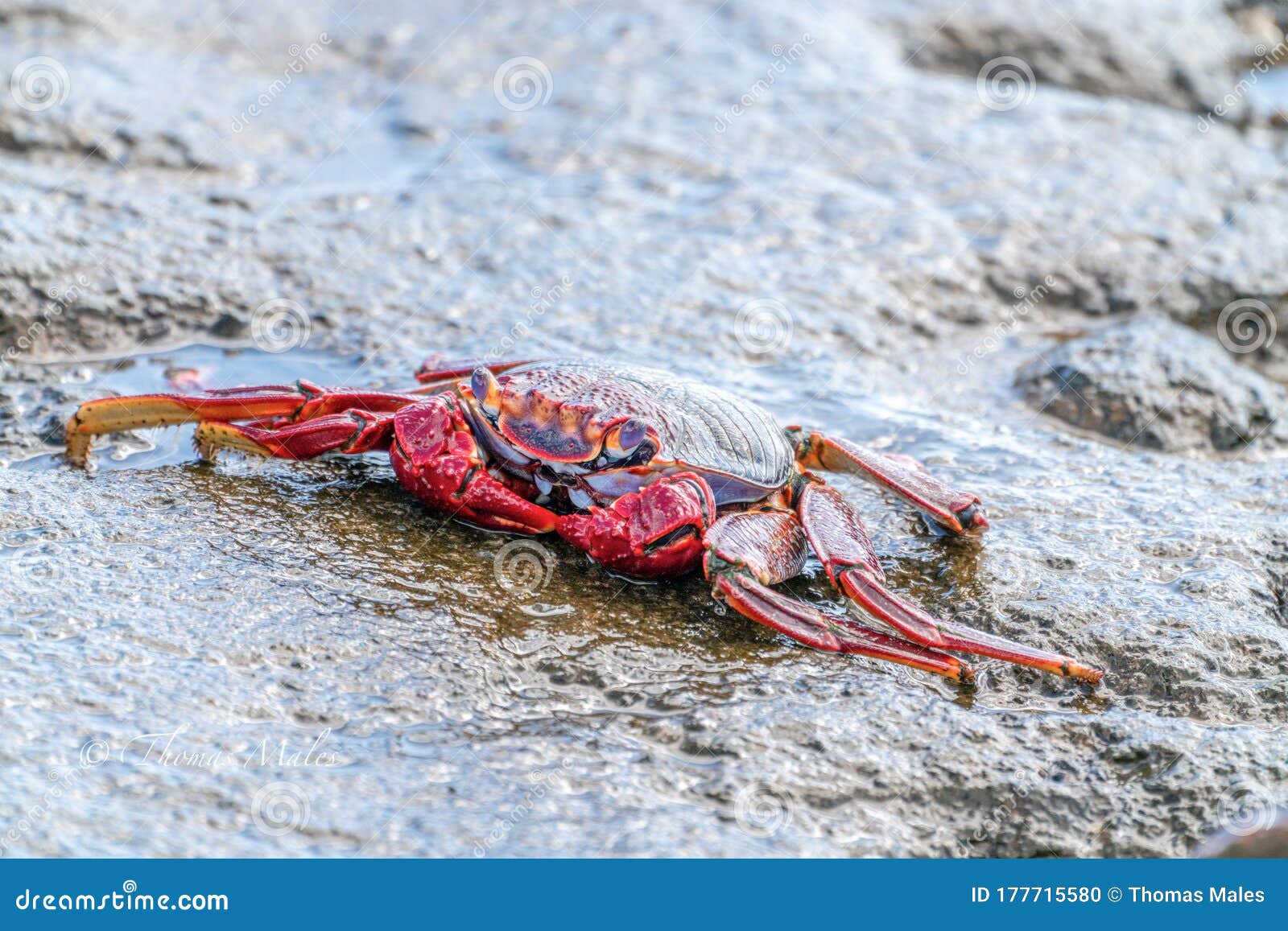Red rock crab stock photo. Image of islands, atlantic - 177715580