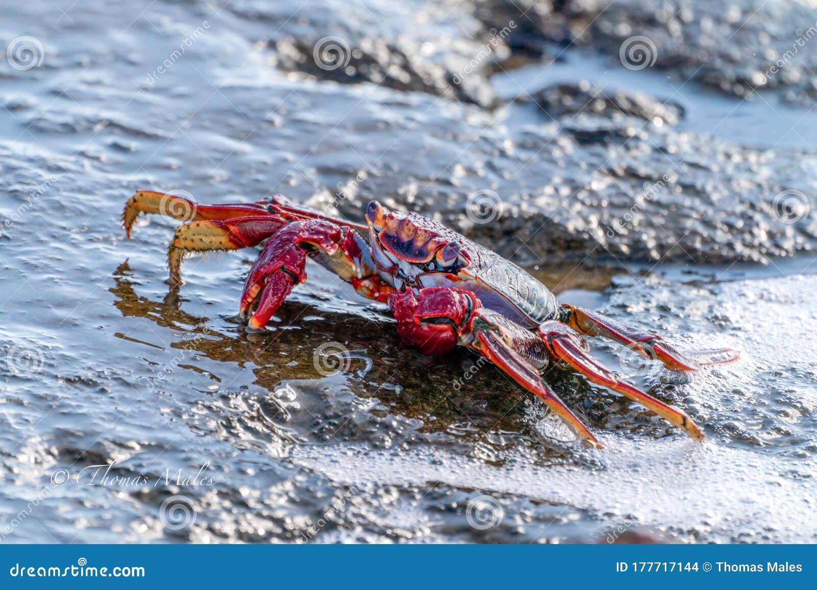 Red rock crab stock photo. Image of canary, lagoon, lightfoot - 177717144