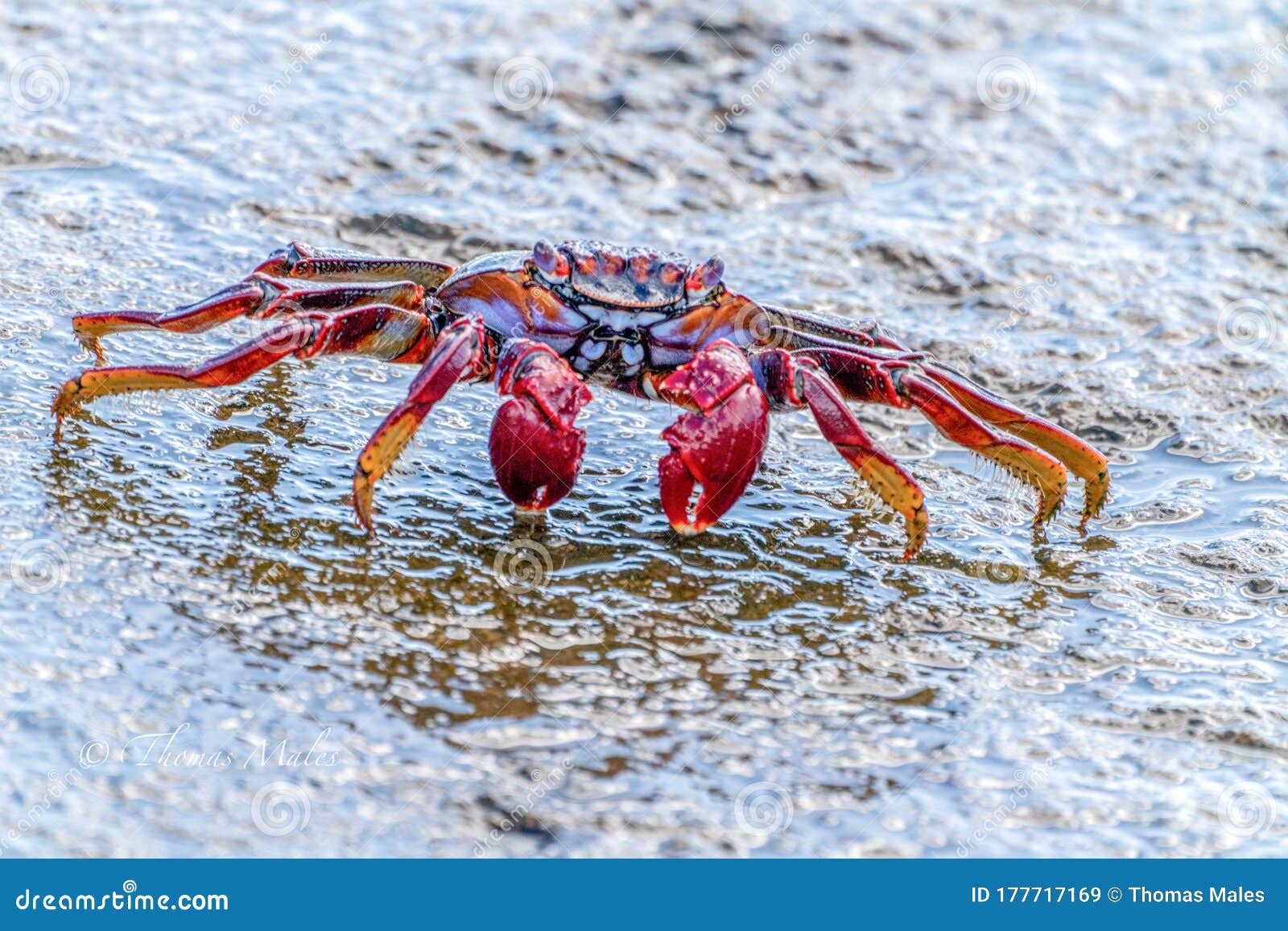 Red rock crab stock image. Image of exotic, island, islands - 177717169
