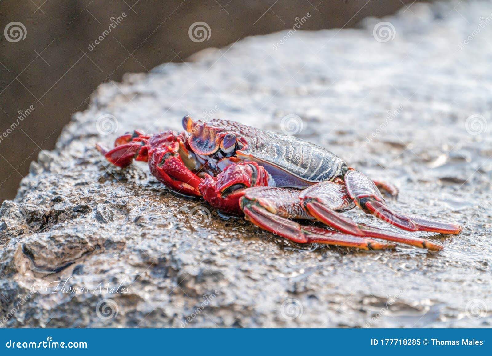Red rock crab stock image. Image of europe, coast, fauna - 177718285