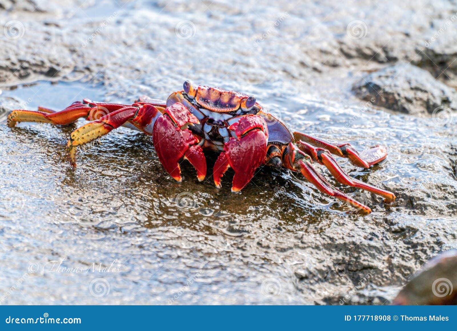 Red rock crab stock photo. Image of fauna, grapsus, lava - 177718908