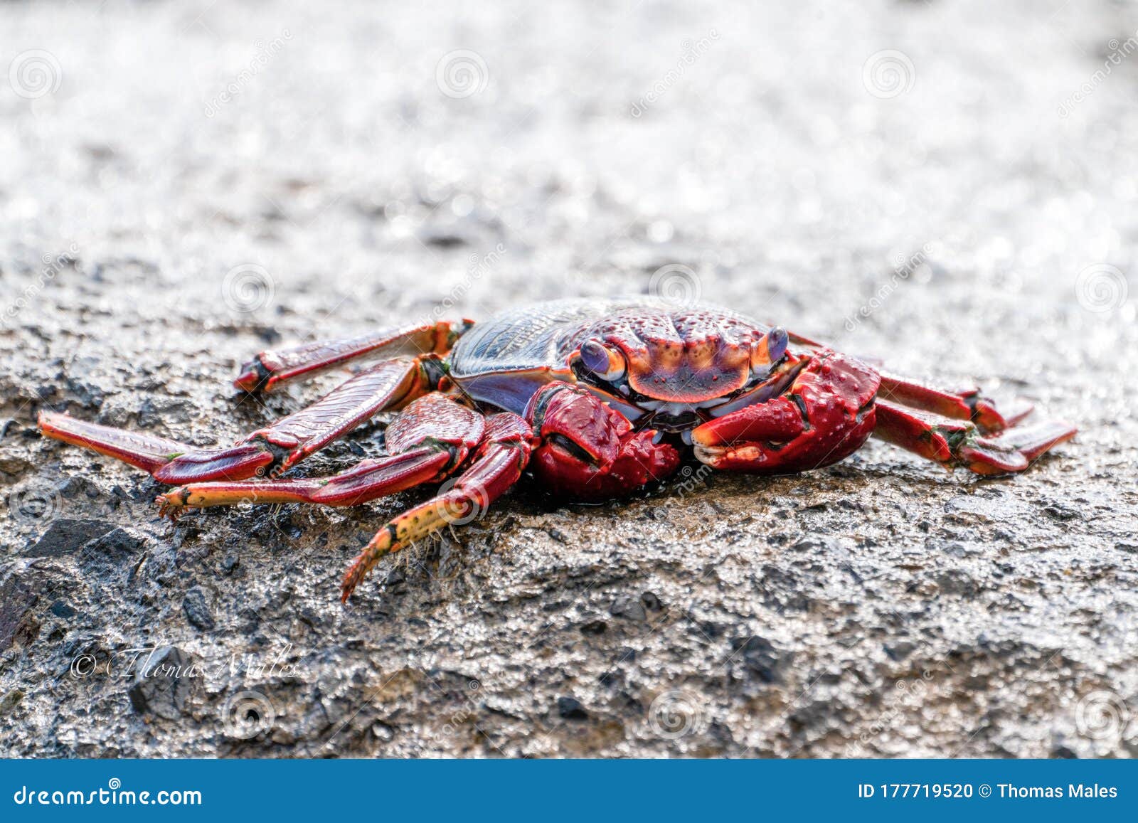 Red rock crab stock photo. Image of crustacean, atlantic - 177719520