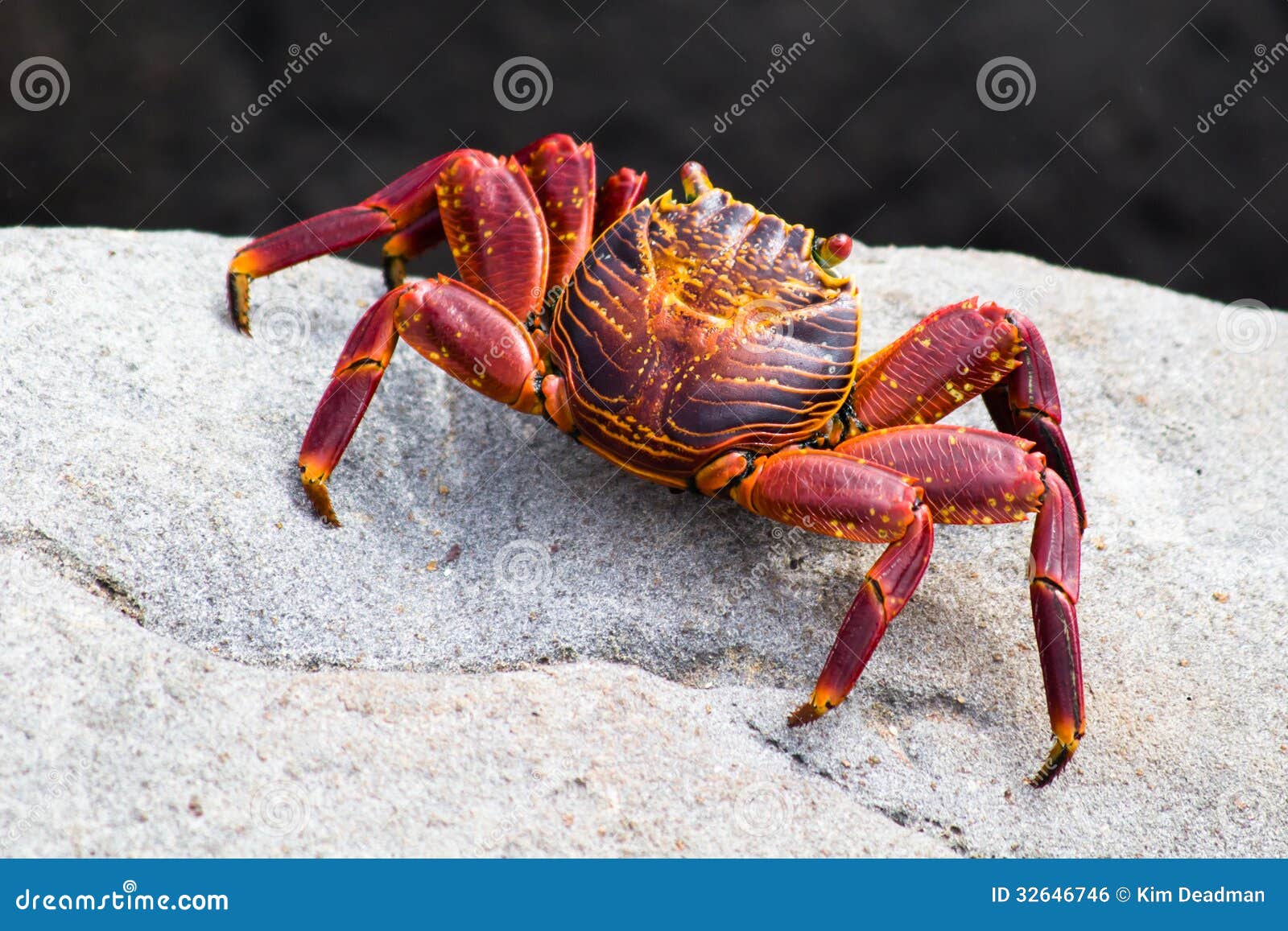 Red rock crab stock photo. Image of crab, rock, latin - 32646746