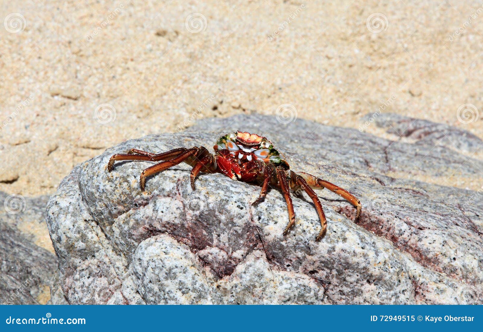 Red Rock Crab stock image. Image of spots, black, cortes - 72949515