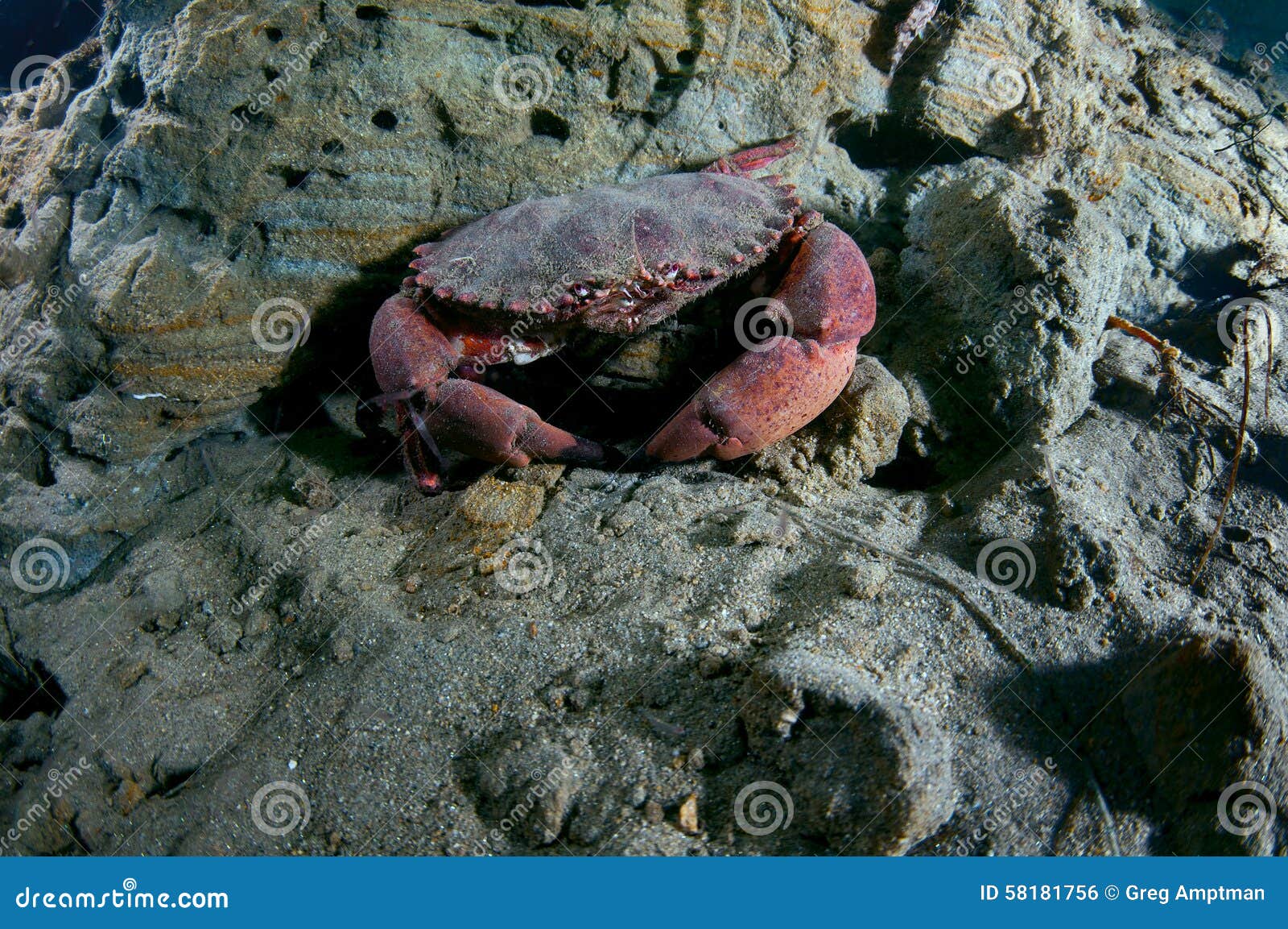 Red Rock Crab stock photo. Image of underwater, sandy - 58181756