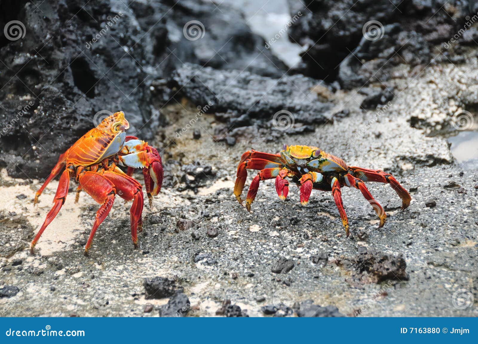 Red Rock Crabs Battle for Territory Stock Photo - Image of exoskeleton ...