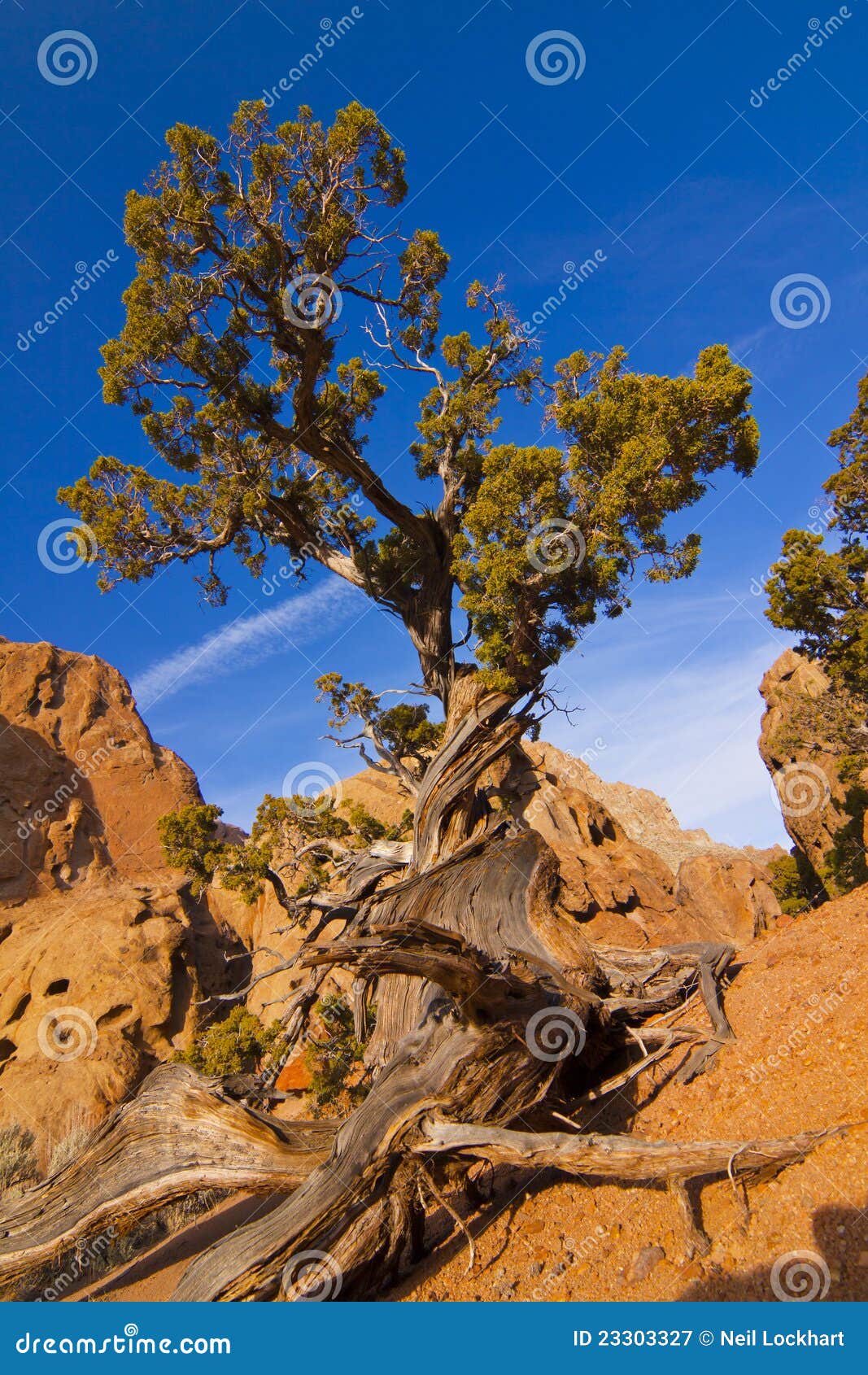 Red Rock Juniper stock image. Image of mountain, details - 23303327