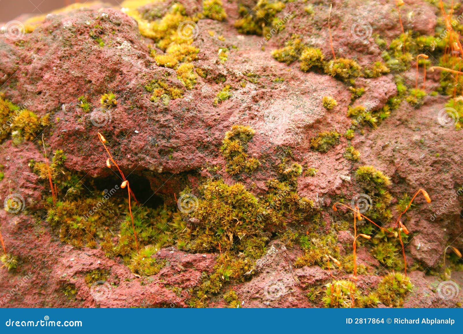 Red Rock Surface with Moss stock photo. Image of cave - 2817864