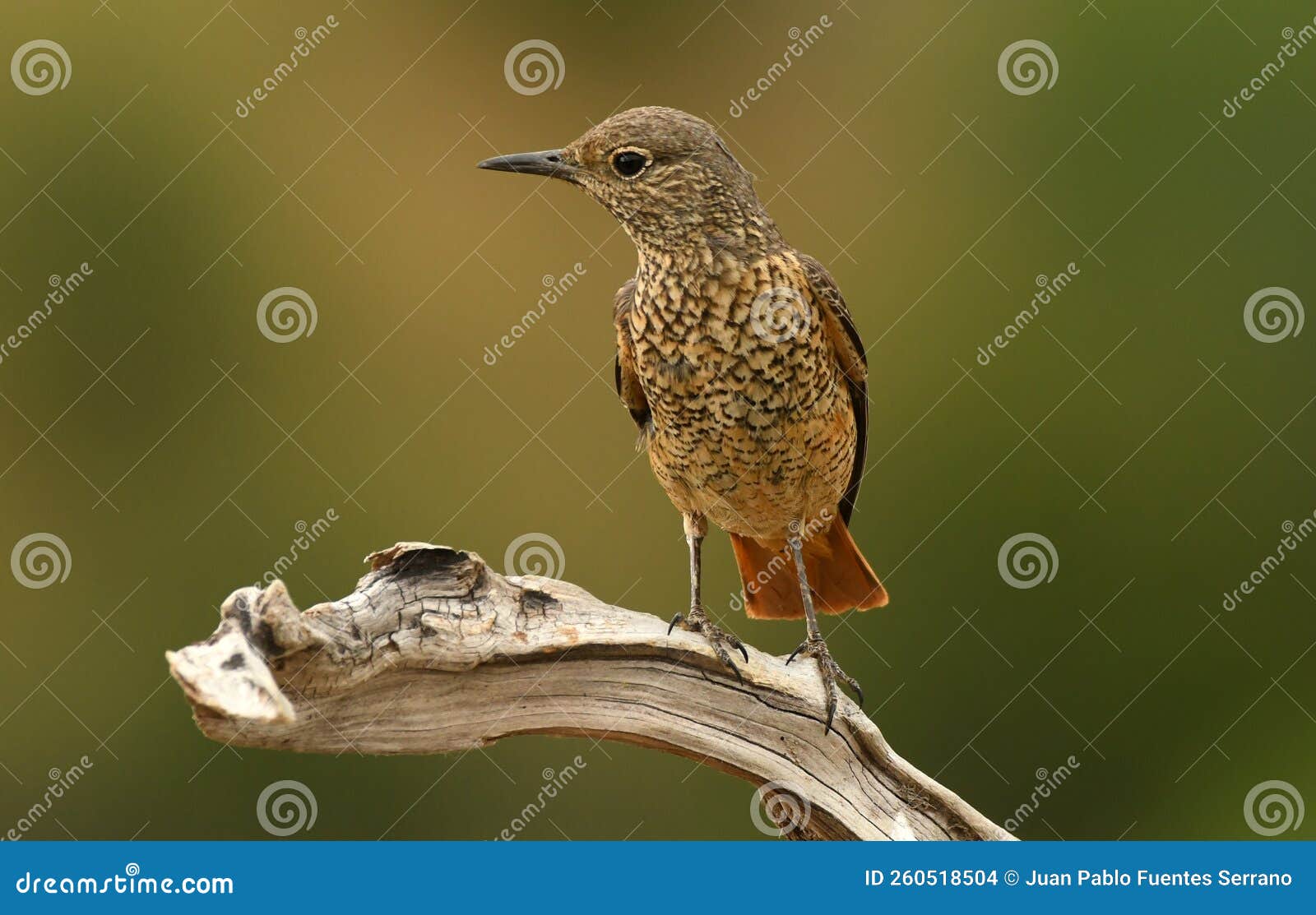 Red Rocker in the Mountain of Gredos Stock Photo - Image of buzzard ...