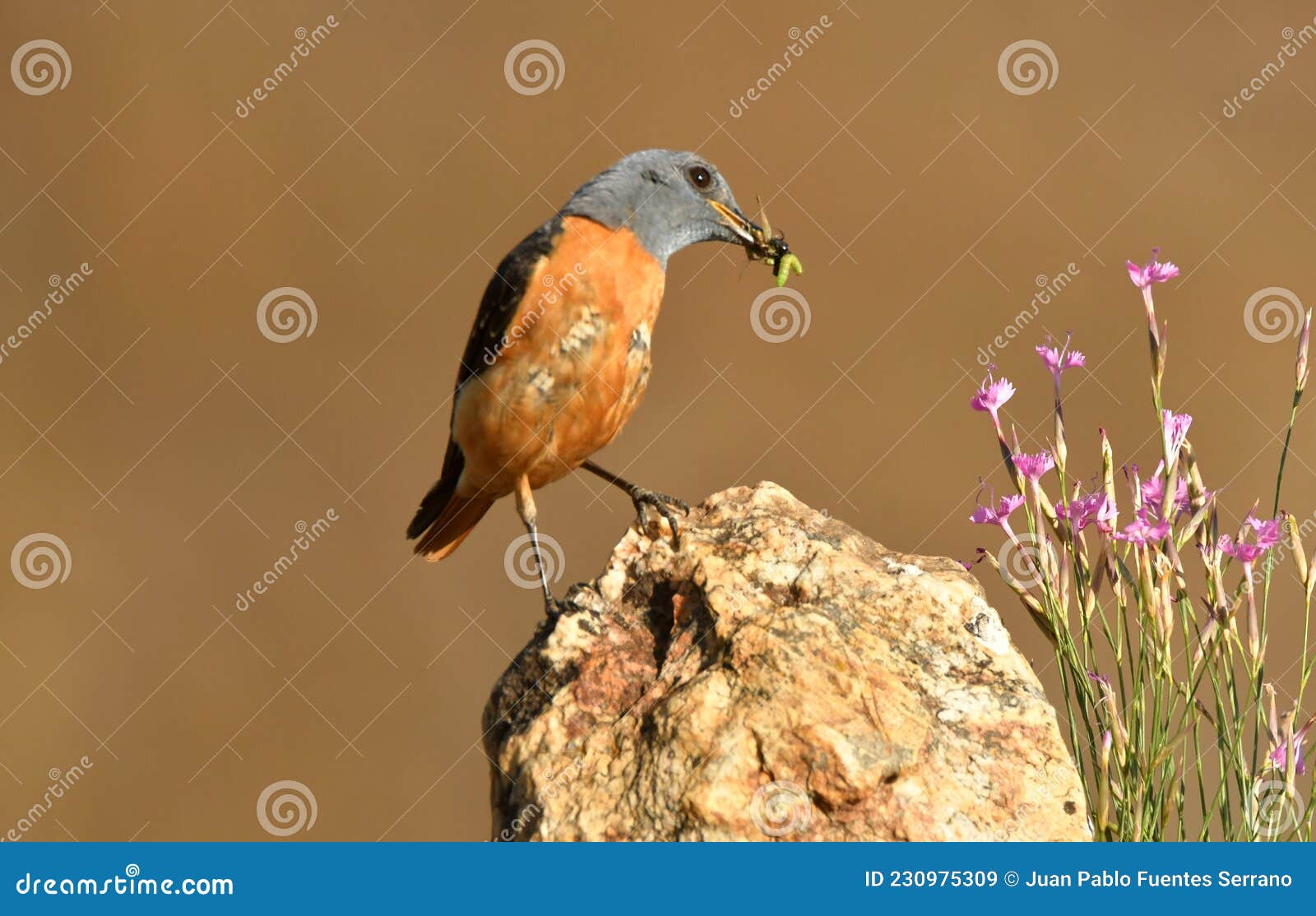 Red Rocker Poses on His Perch in Spring Stock Image - Image of ...