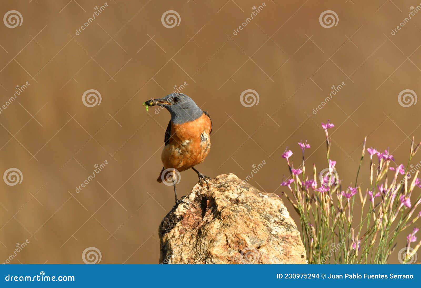 Red Rocker Poses on His Perch in Spring Stock Photo - Image of avila ...