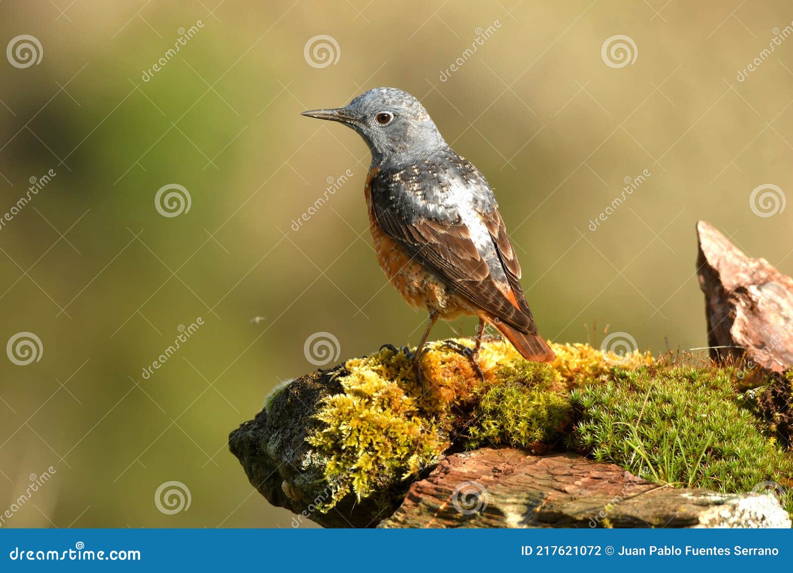 Red Rocker Poses on a Rock in the Sierra of Avila Stock Photo - Image ...