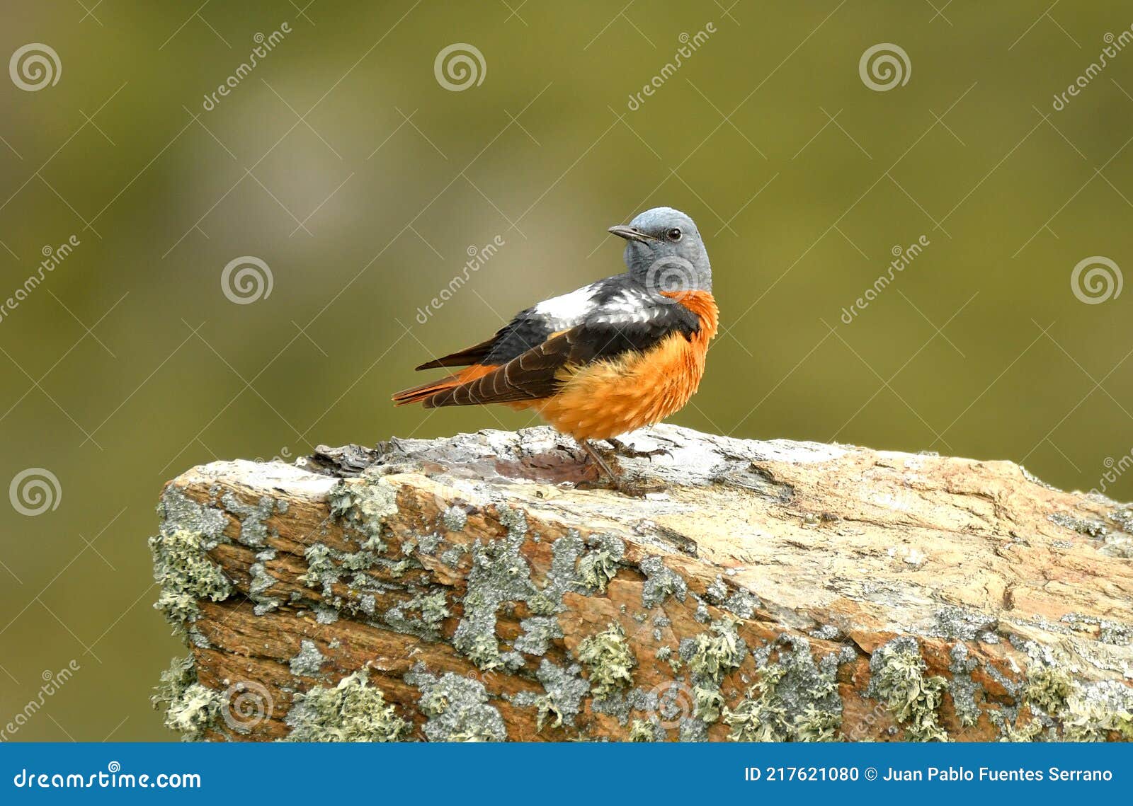 Red rocker stock photo. Image of eagles, beeeater, hunt - 217621080