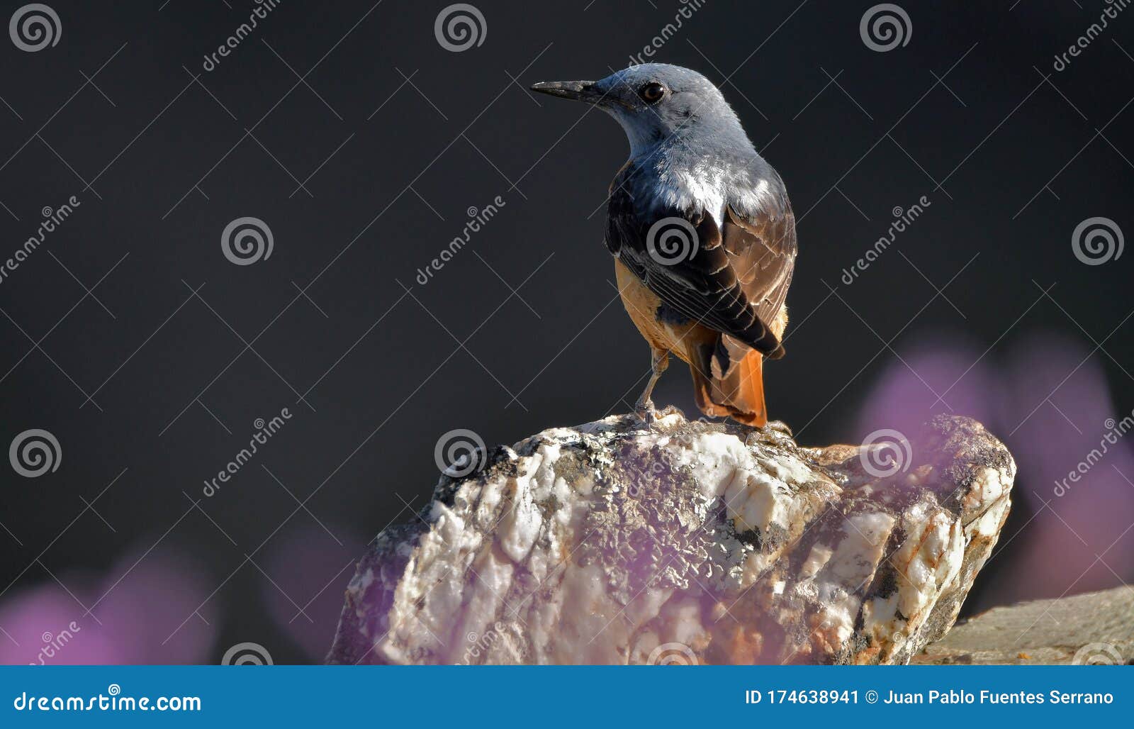 Red rocker stock image. Image of goshawk, birds, gredos - 174638941