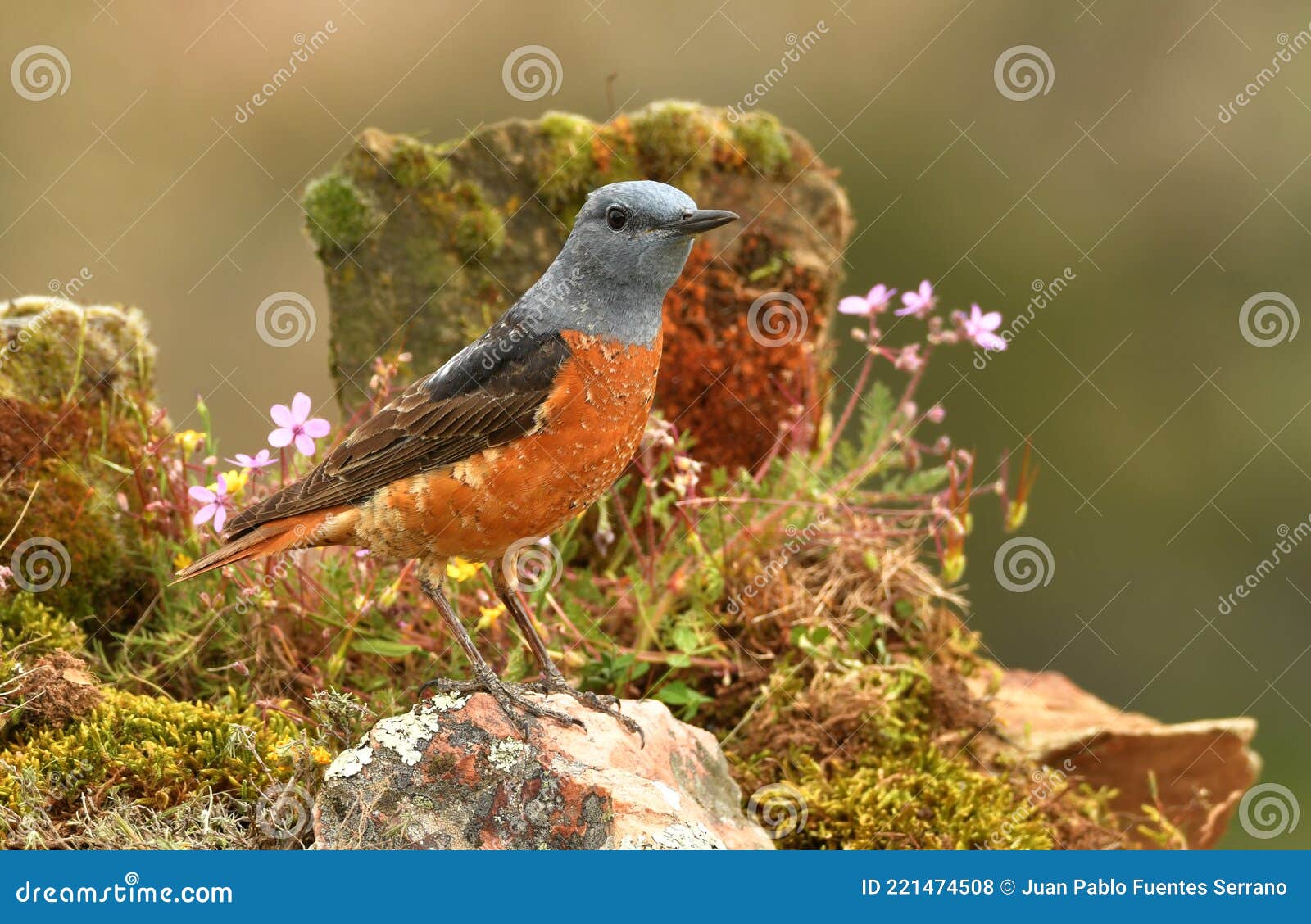 Red Rocker Watches from the Rocks Stock Photo - Image of biology, adult ...