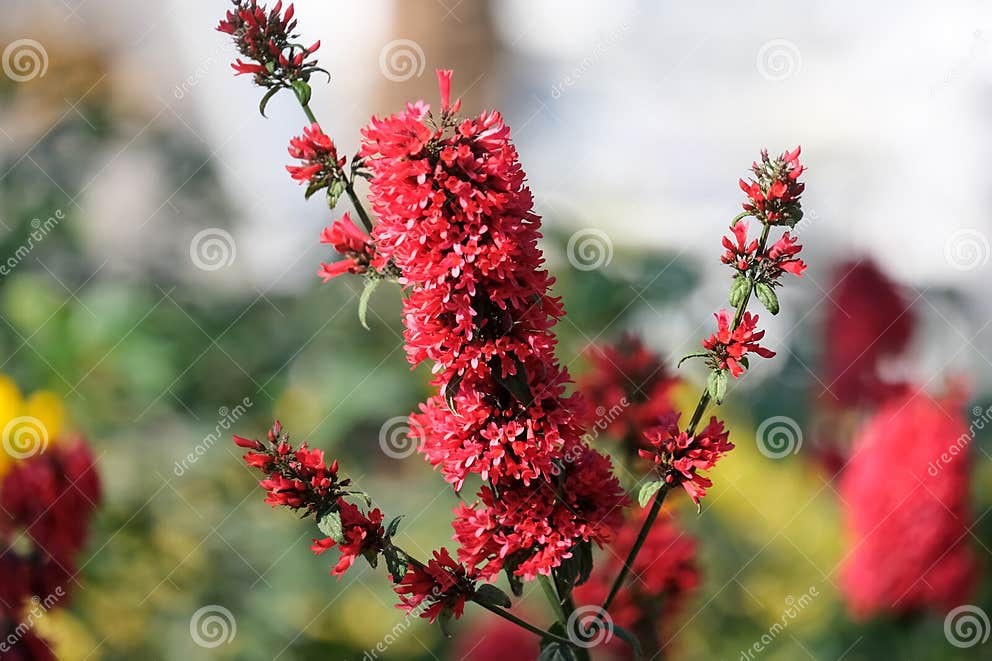 Red Rocket Russelia (lat.- Russelia Sarmentosa Stock Image - Image of ...