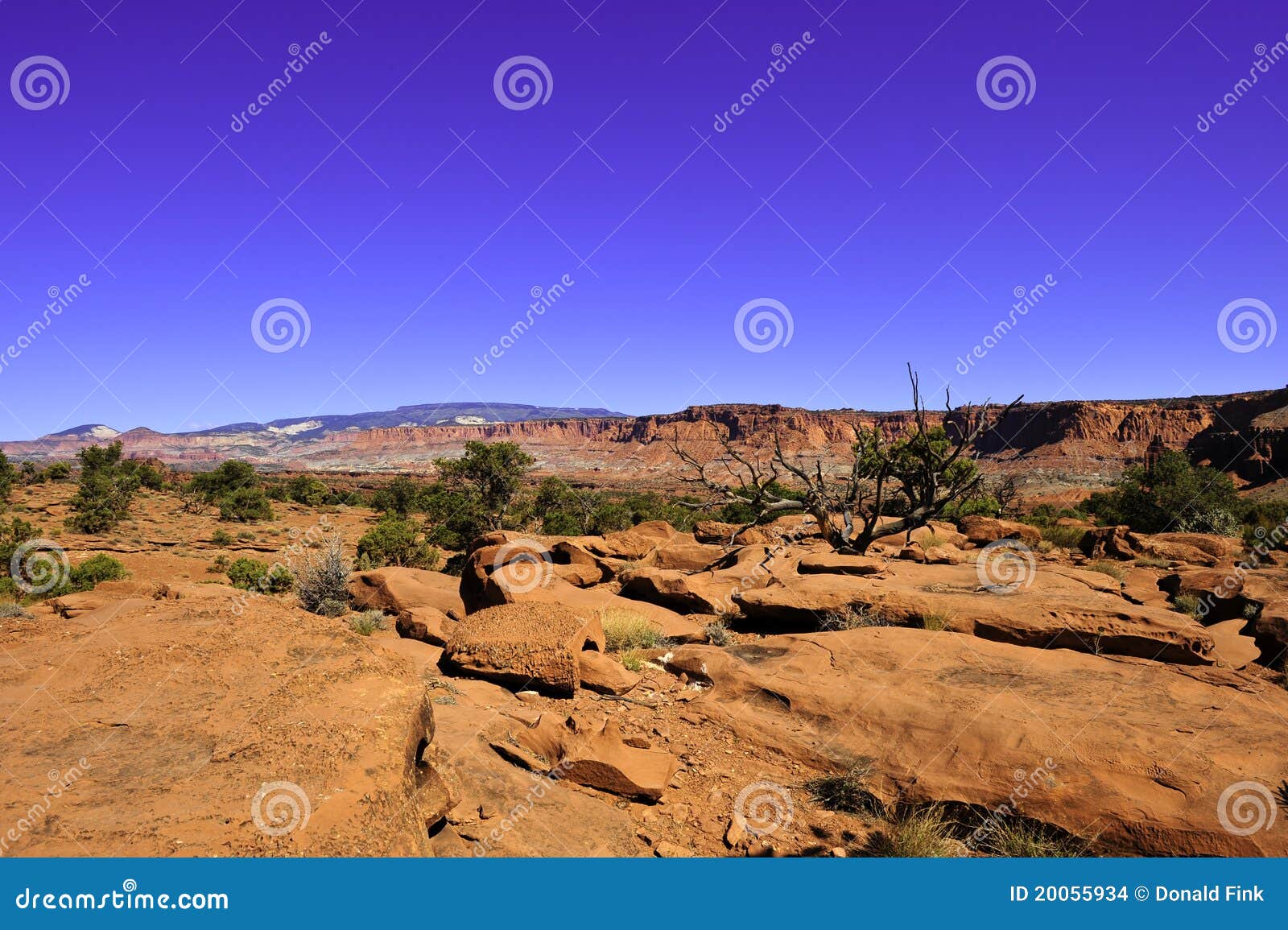 Red Rocks and Desert stock photo. Image of trees, formations - 20055934