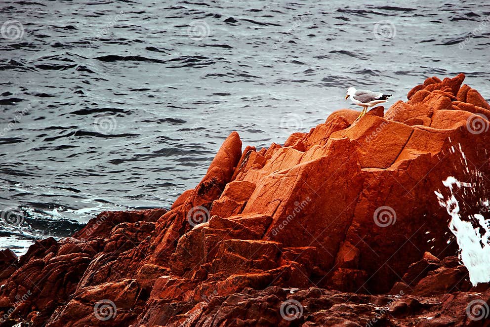 Red rocks and seagull stock image. Image of scenery, harbour - 12247515