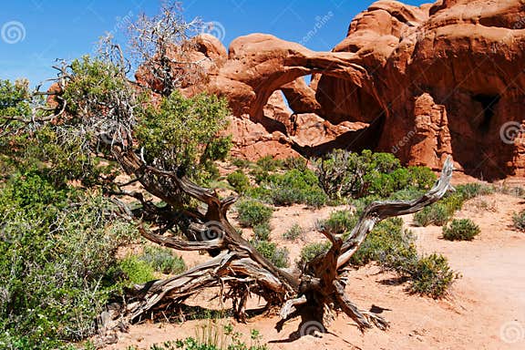 Red rocks of Utah stock photo. Image of background, clear - 11783816