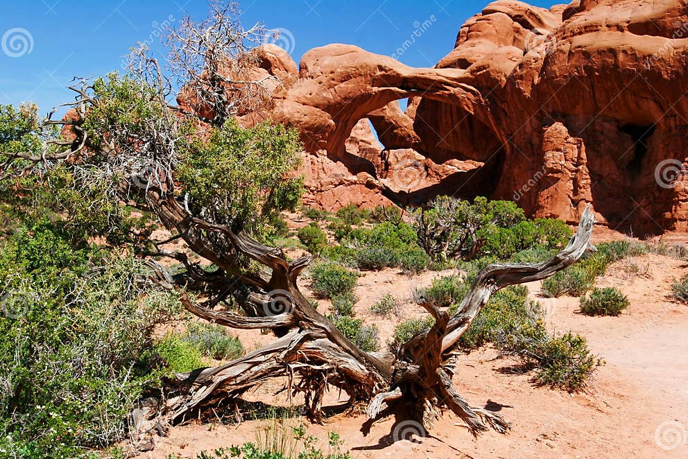Red rocks of Utah stock photo. Image of background, clear - 11783816
