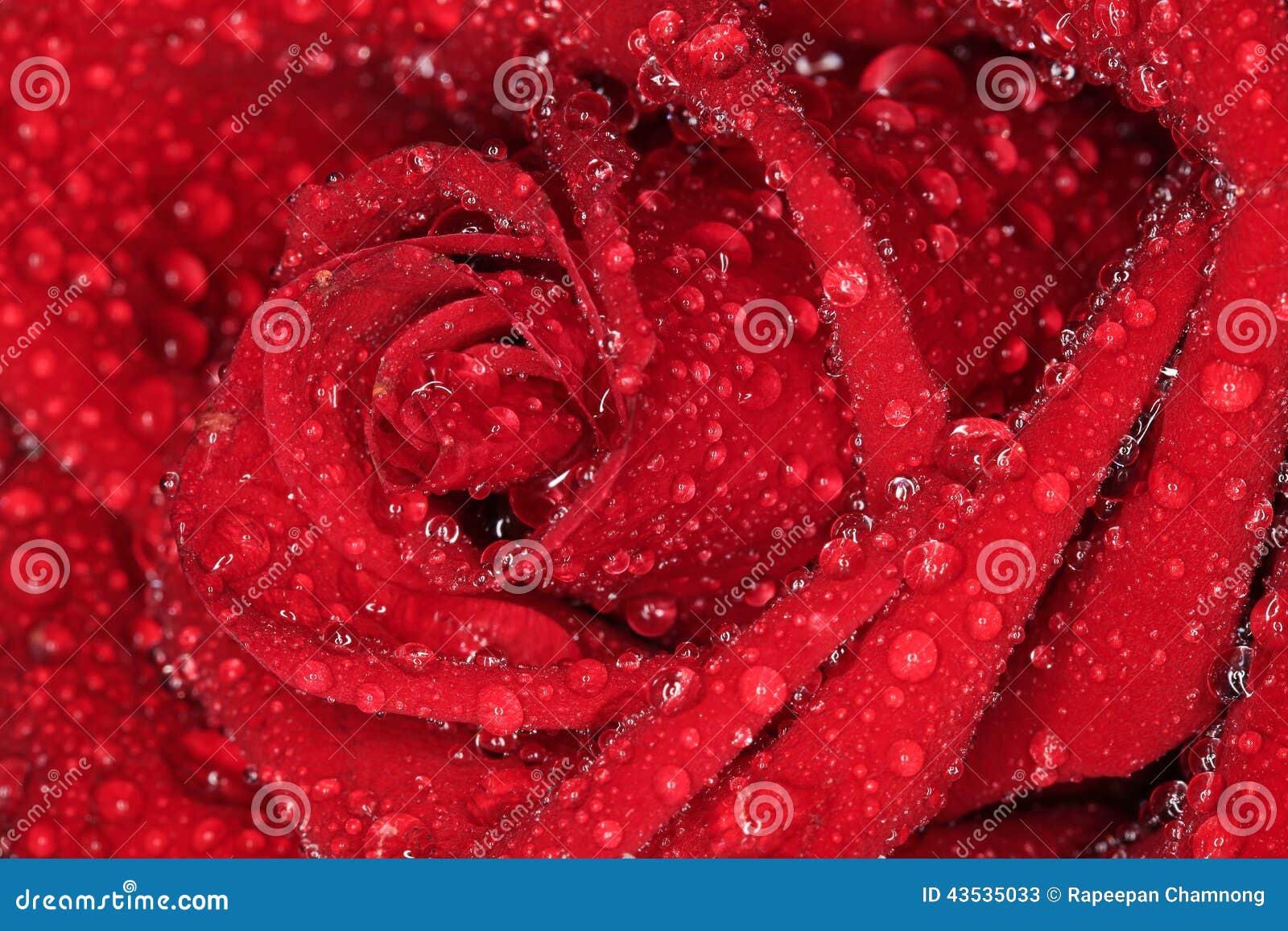 Red Roes stock image. Image of rose, beautiful, colors - 43535033