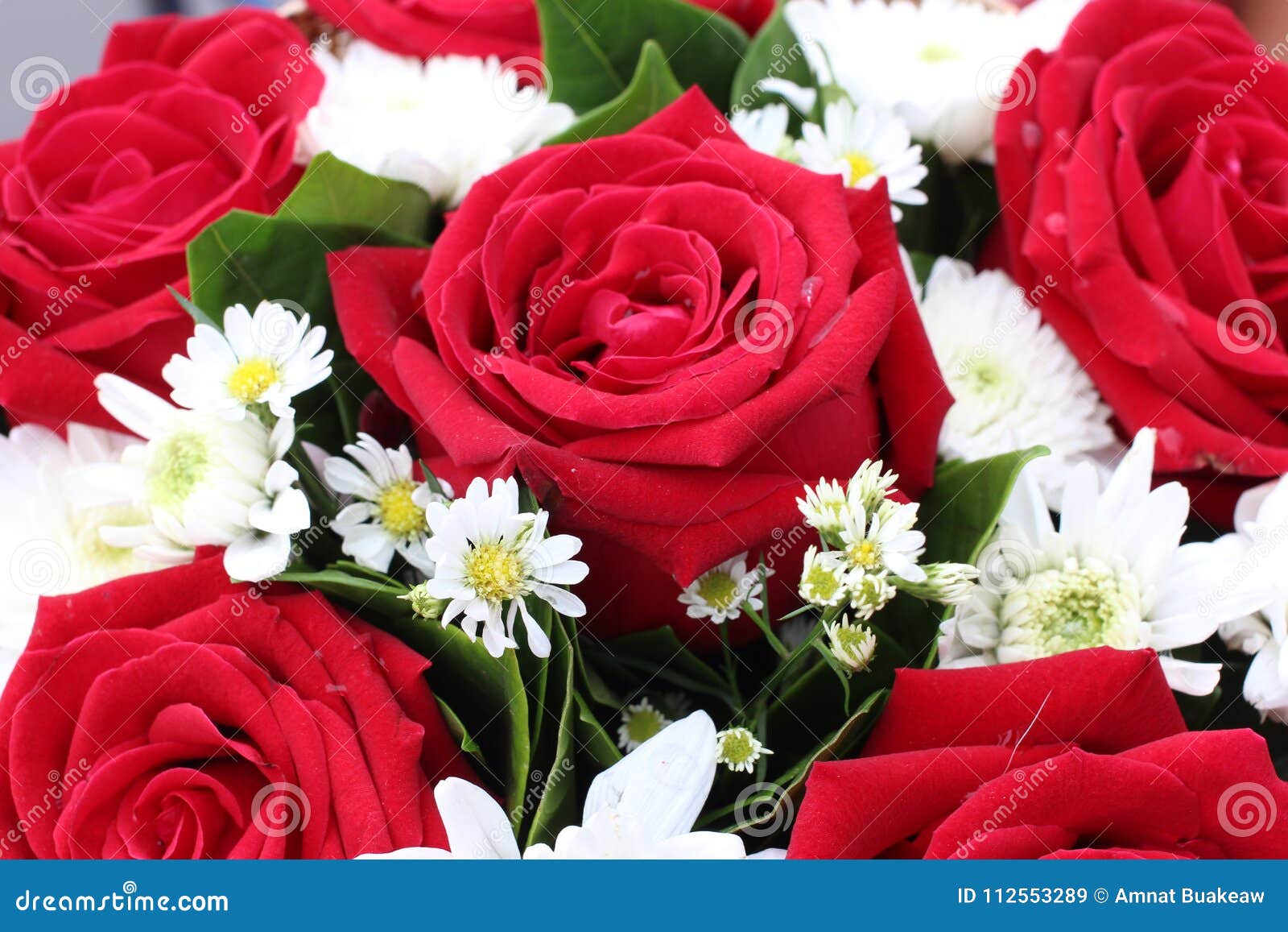 Roes Valentine Stock Photos - Download 99 Royalty Free Photos