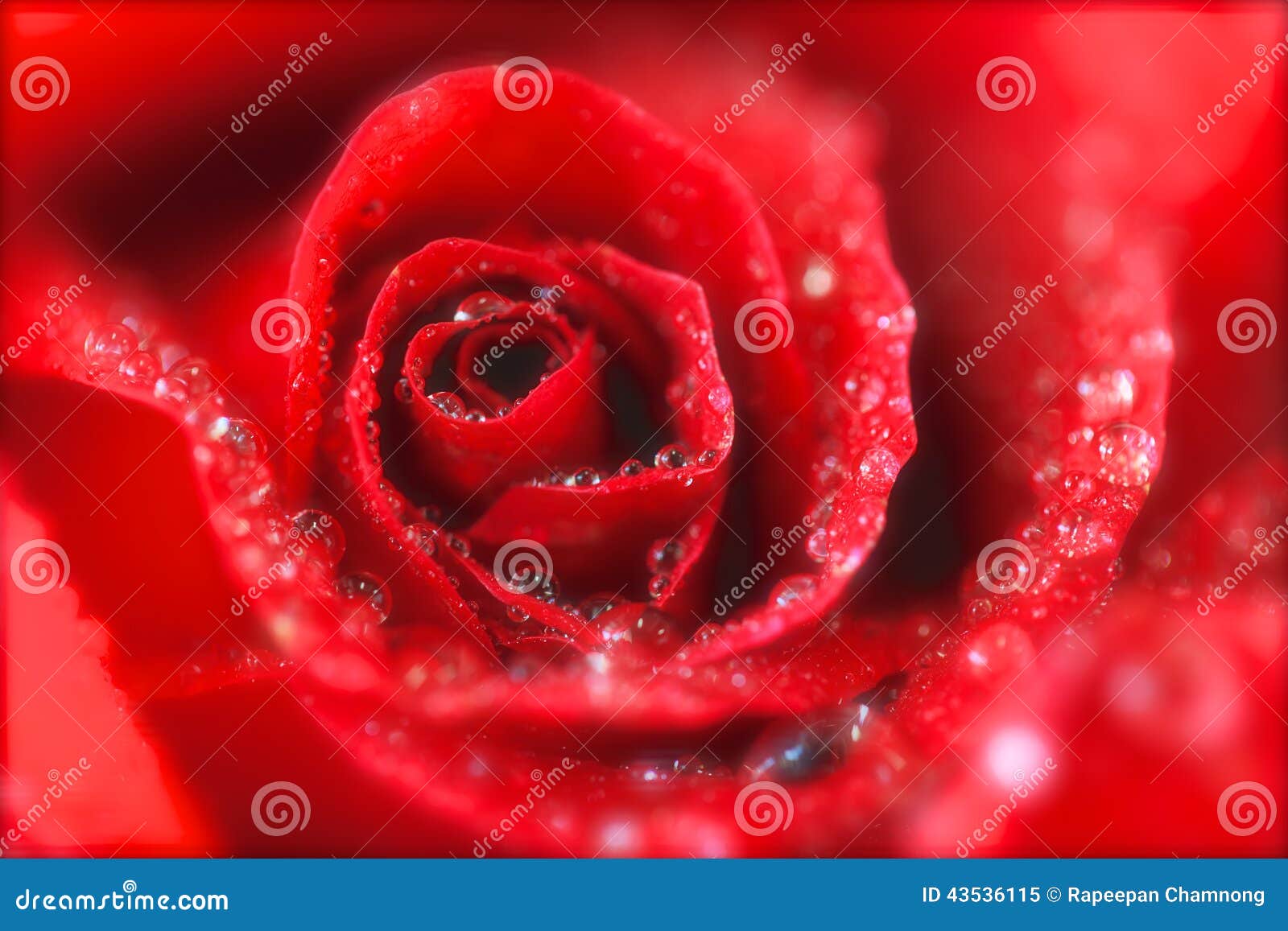 Red Roes stock image. Image of flower, macro, backgrounds - 43536115