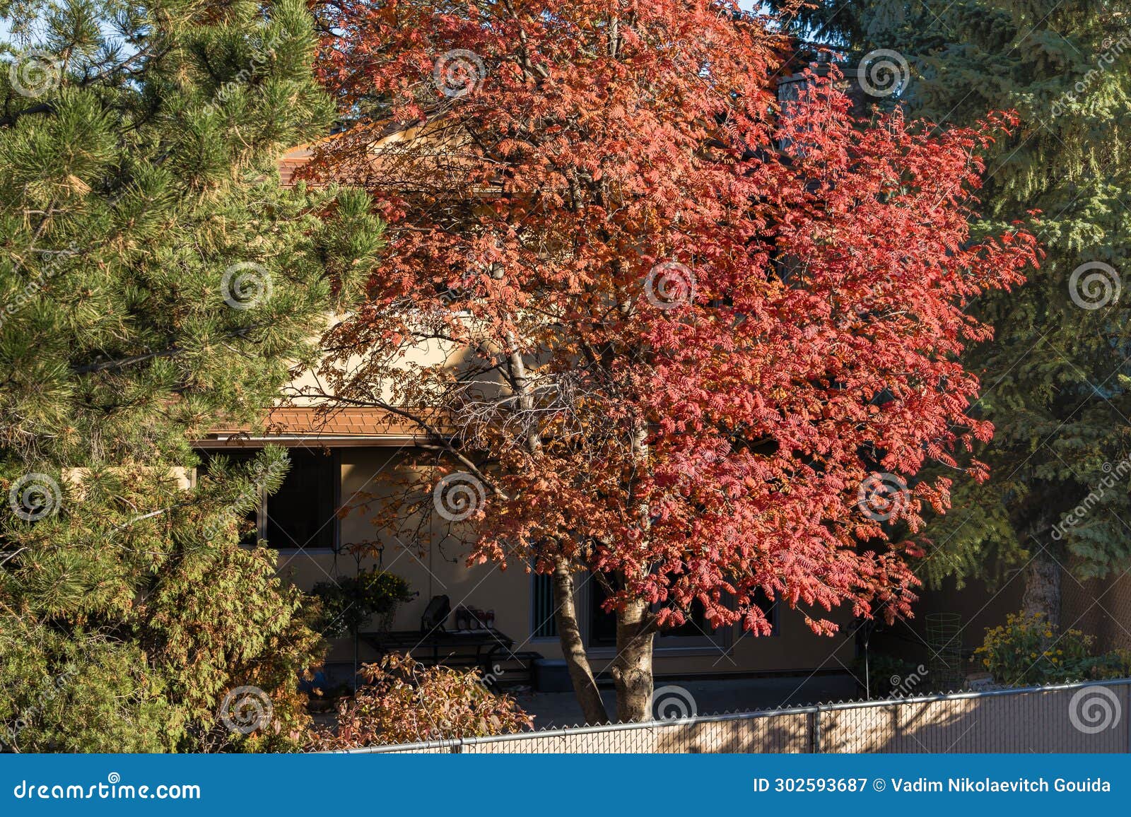 Red Roman (Mountain-ash) Tree between Green Pine and Spruce Trees in ...